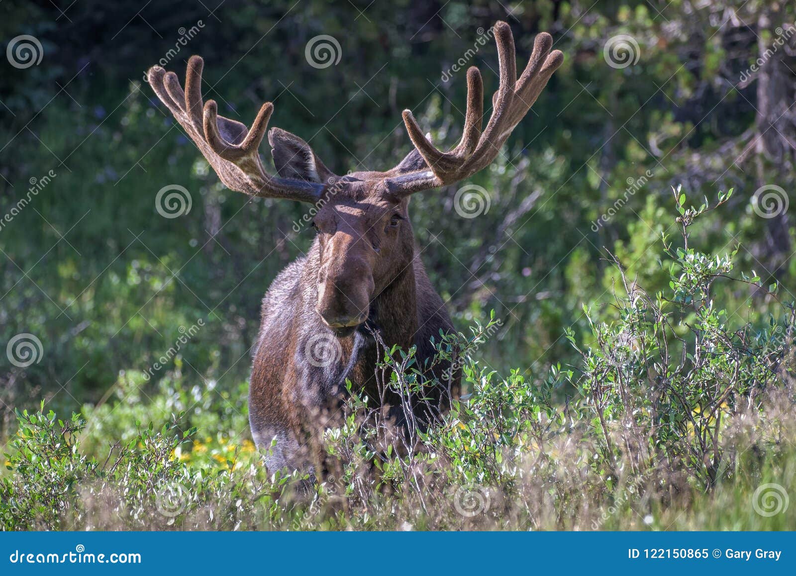 Wild Moose in the Rocky Mountains of Colorado Stock Image - Image of ...