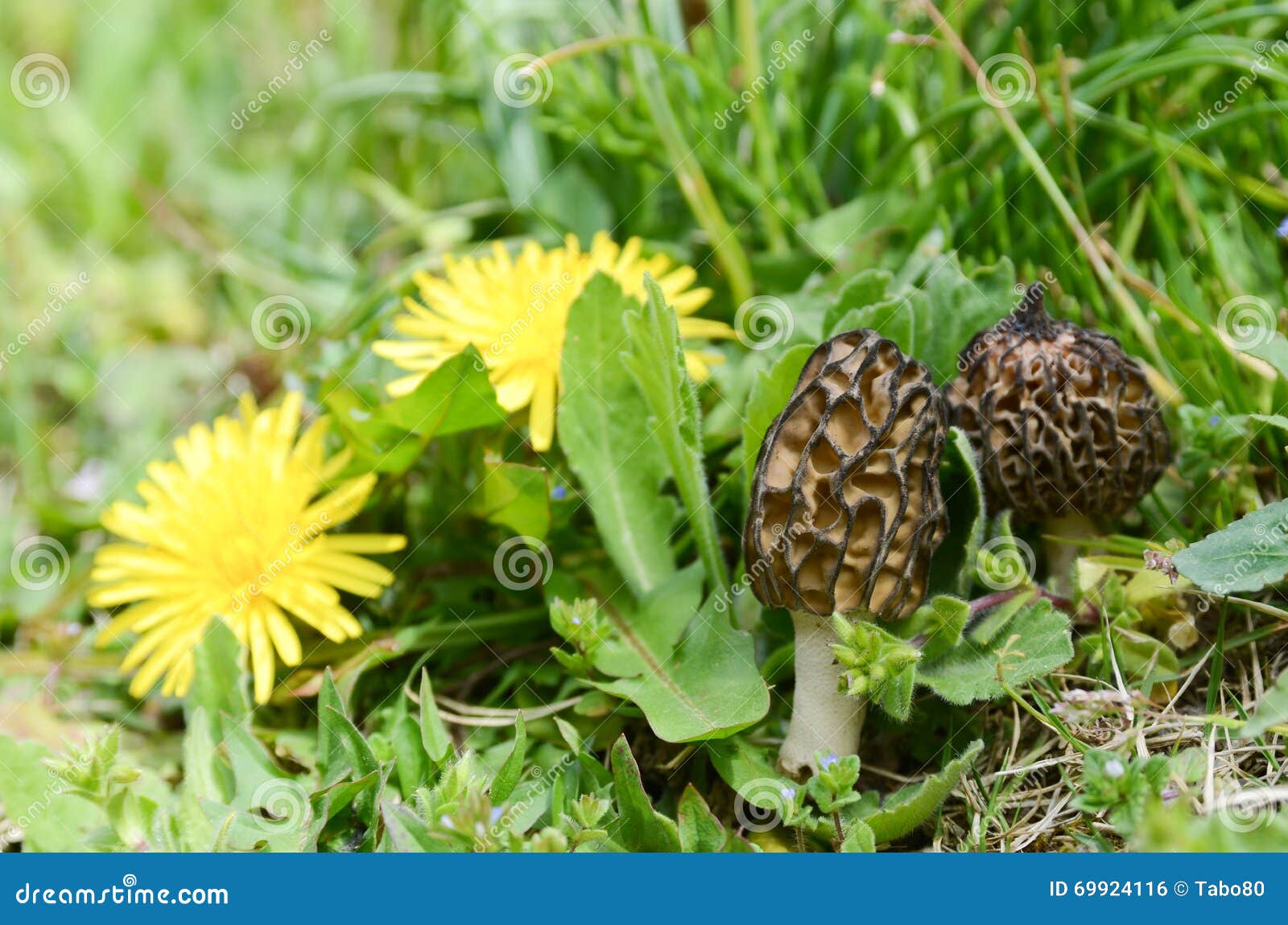 Wild morel with dandelion stock photo. Image of esculenta - 69924116