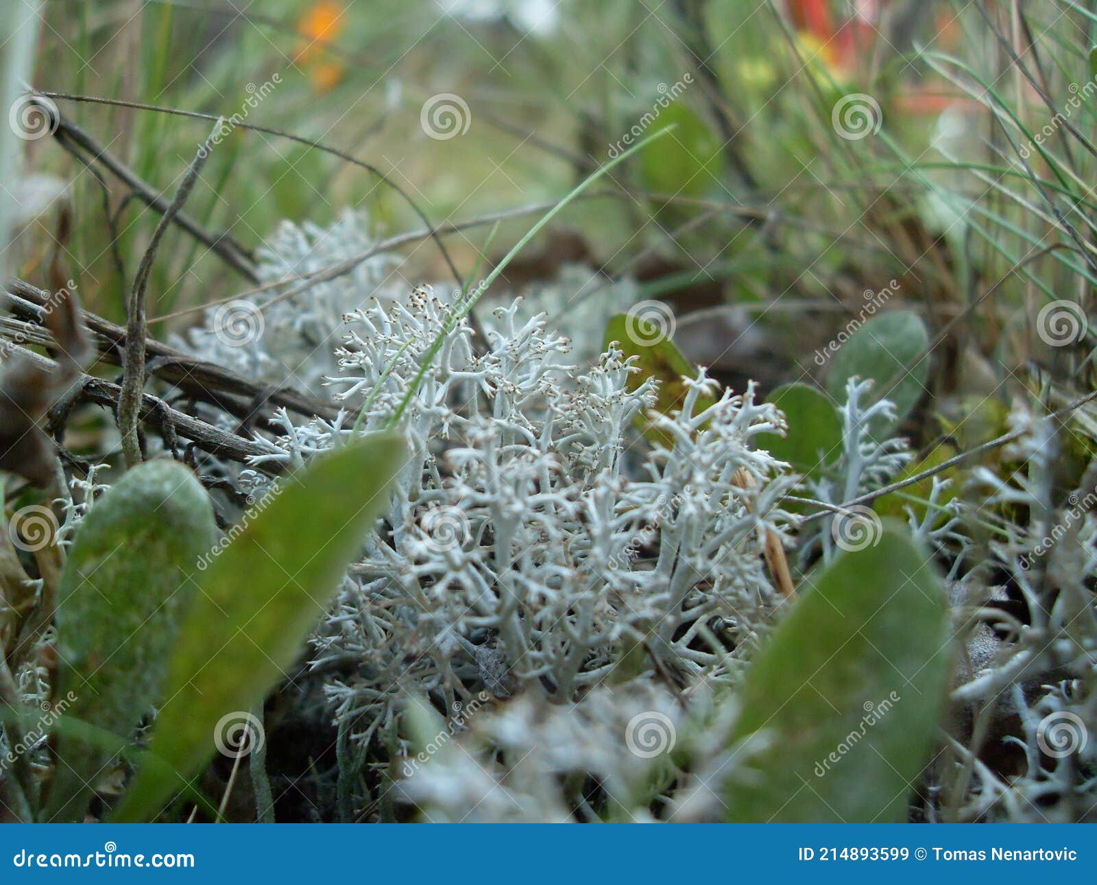 Wild Moss in the Forest of Belarus Flora Stock Image - Image of belarus ...