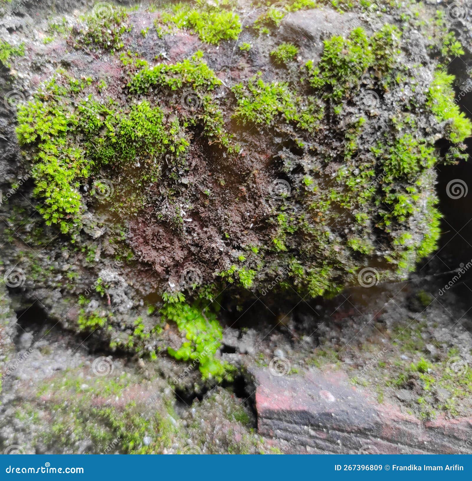 Wild Moss Green on the Rock Under Ground Stock Image - Image of green ...