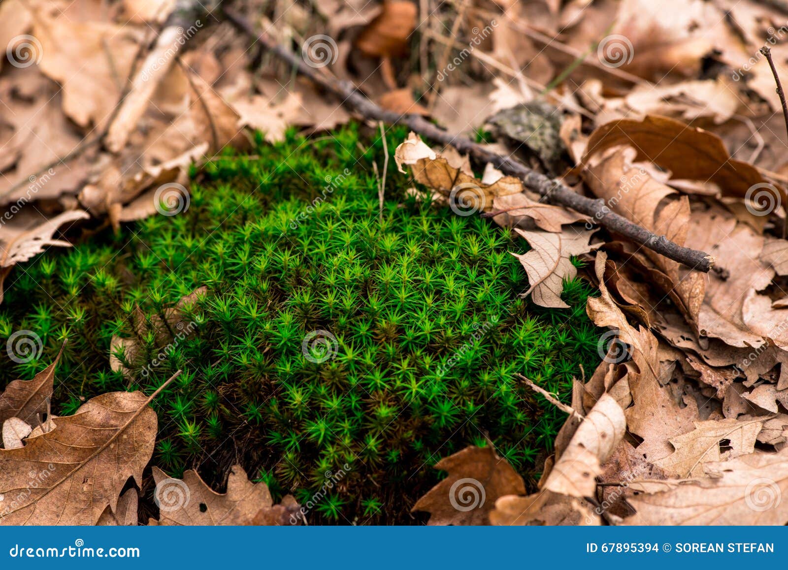 Wild moss stock photo. Image of cork, frozenriver, fire - 67895394