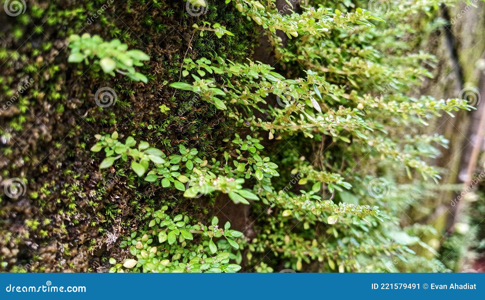 A Wild Moss Growing on a Brick Stock Image - Image of leaf, growing ...