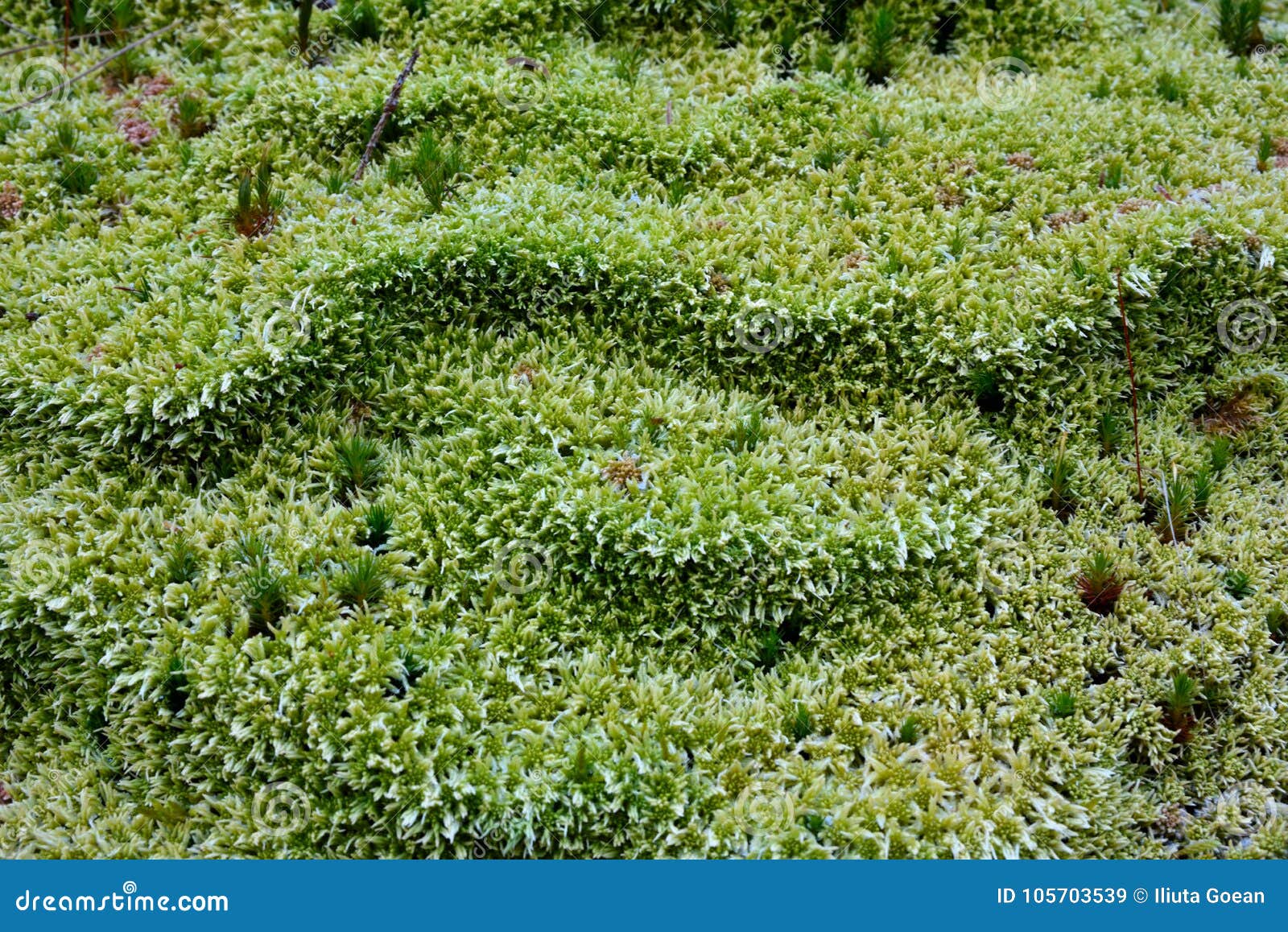 Wild Moss Pattern, with Very Interesting Design Stock Image - Image of ...