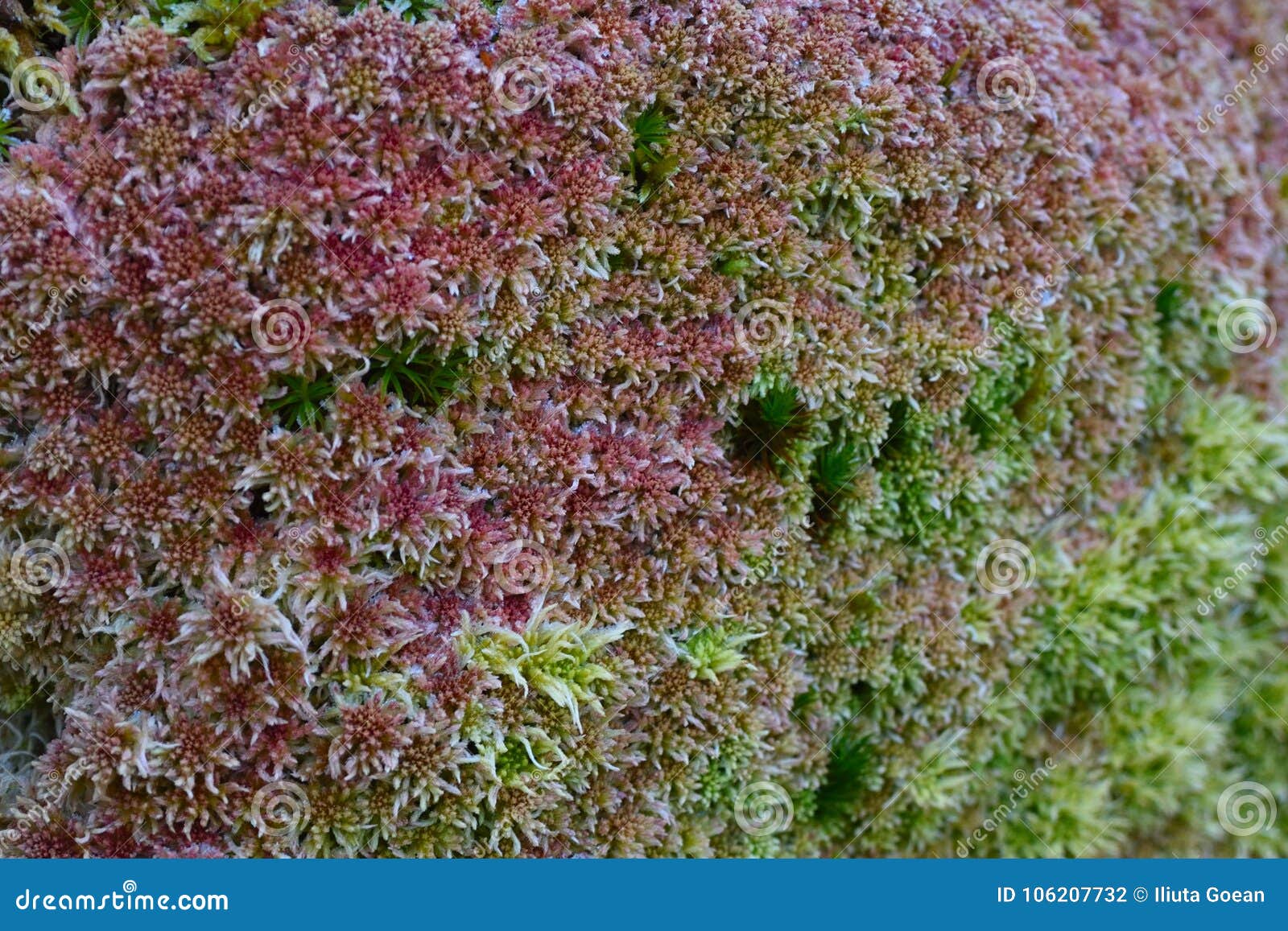 Wild Moss Pattern, with Very Interesting Design Stock Photo - Image of ...