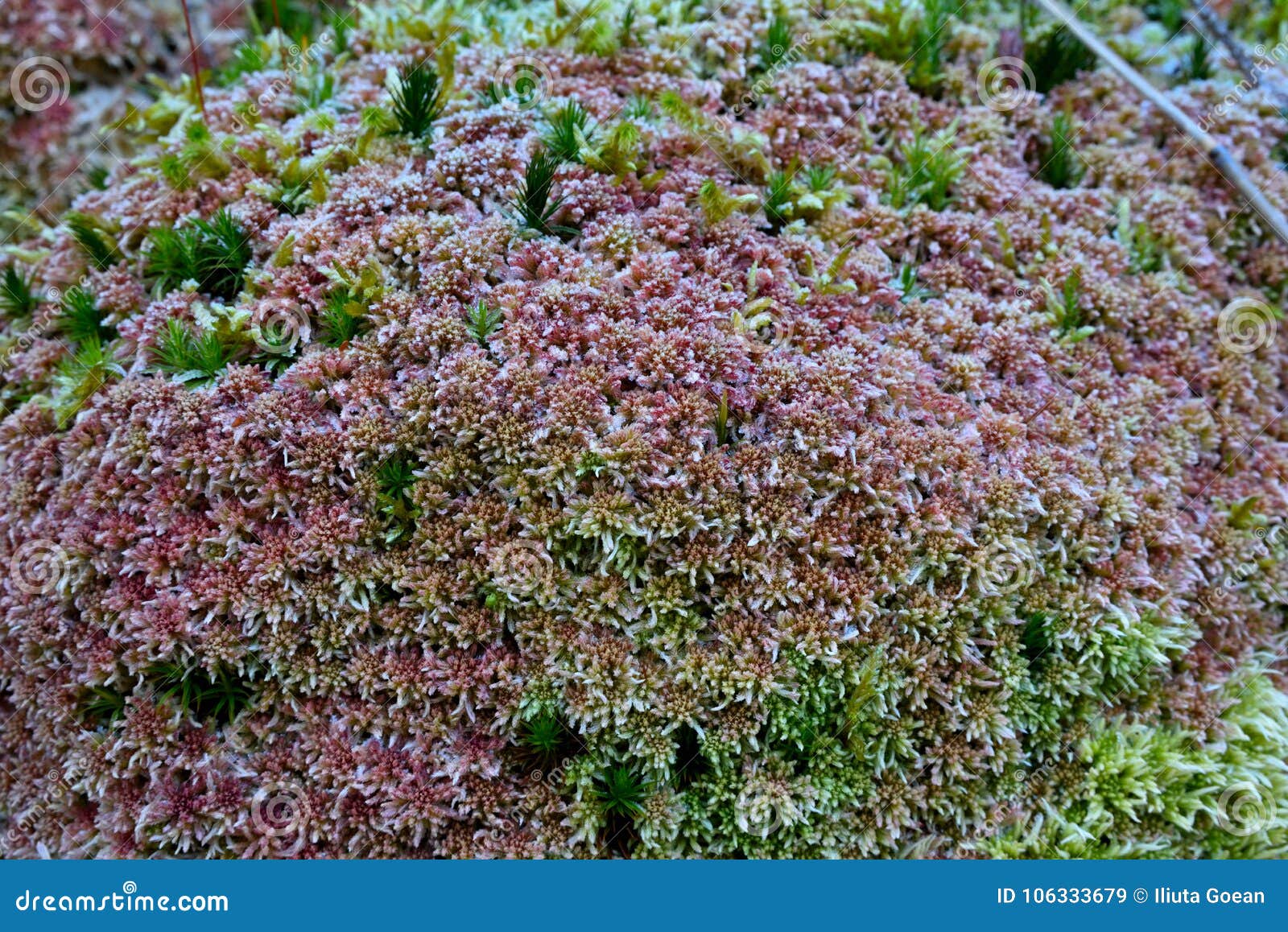 Wild Moss Pattern, with Very Interesting Design Stock Image - Image of ...
