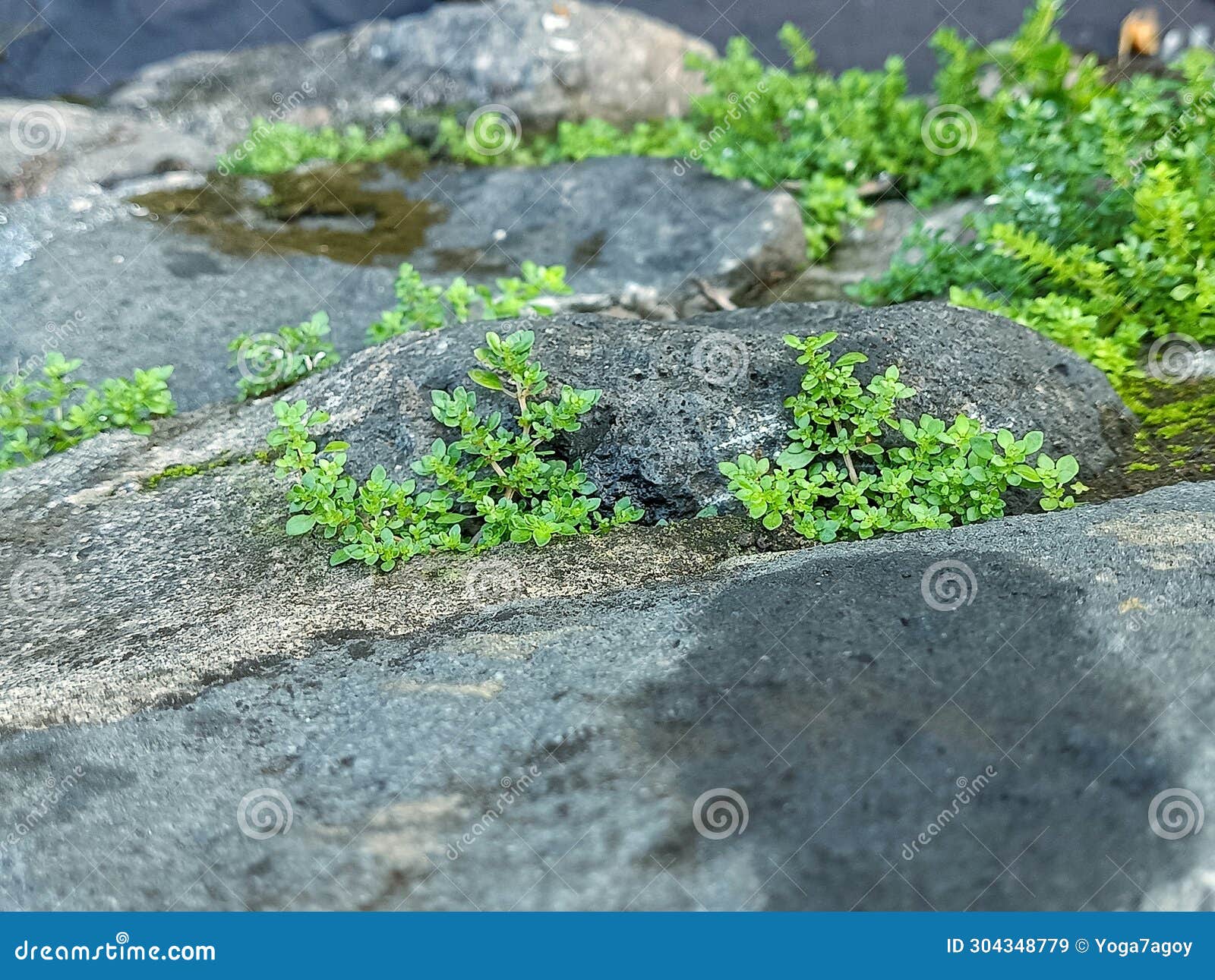 Wild Moss on the Rock Wall of a Rice Field Stock Image - Image of wall ...