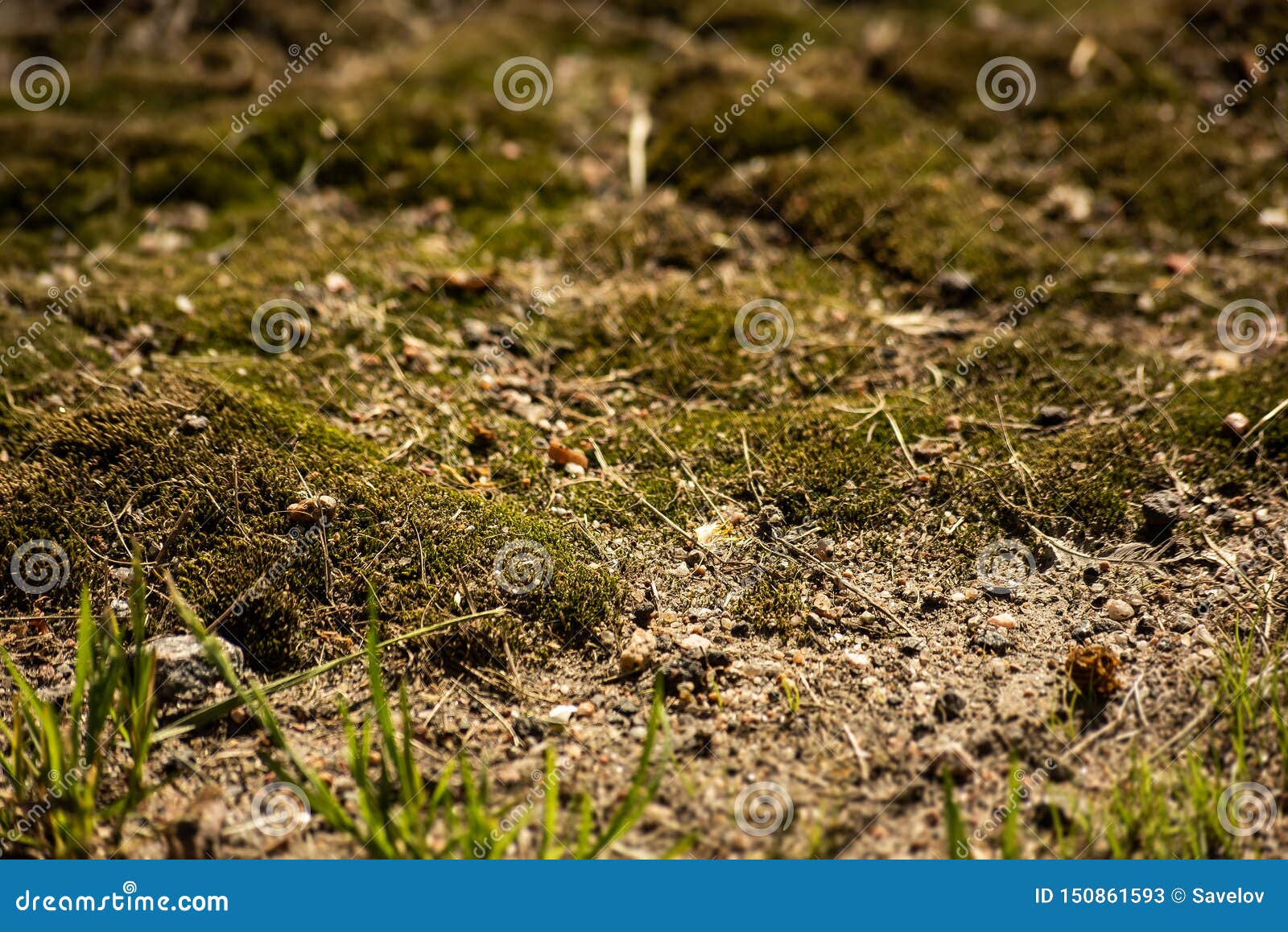Wild moss surface is close stock image. Image of dirty - 150861593