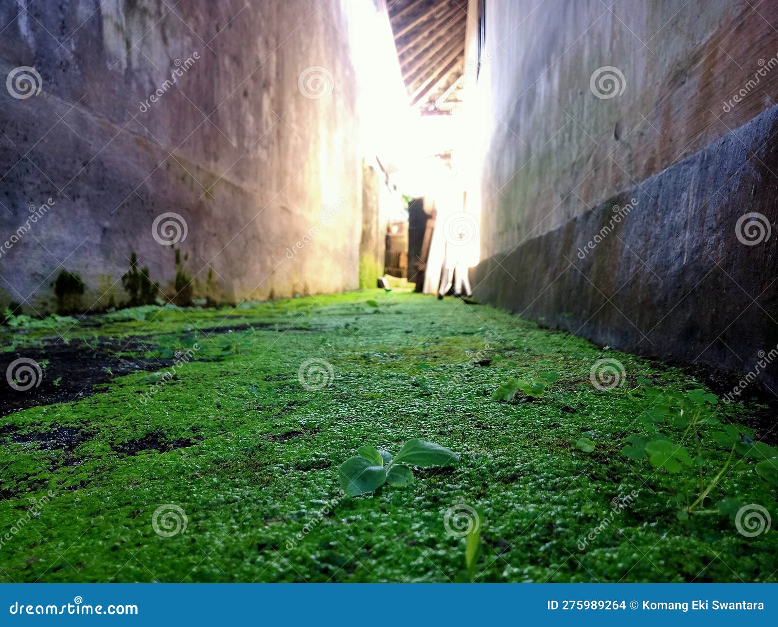 Wild Moss that Thrives Behind the House Stock Photo - Image of thrives ...
