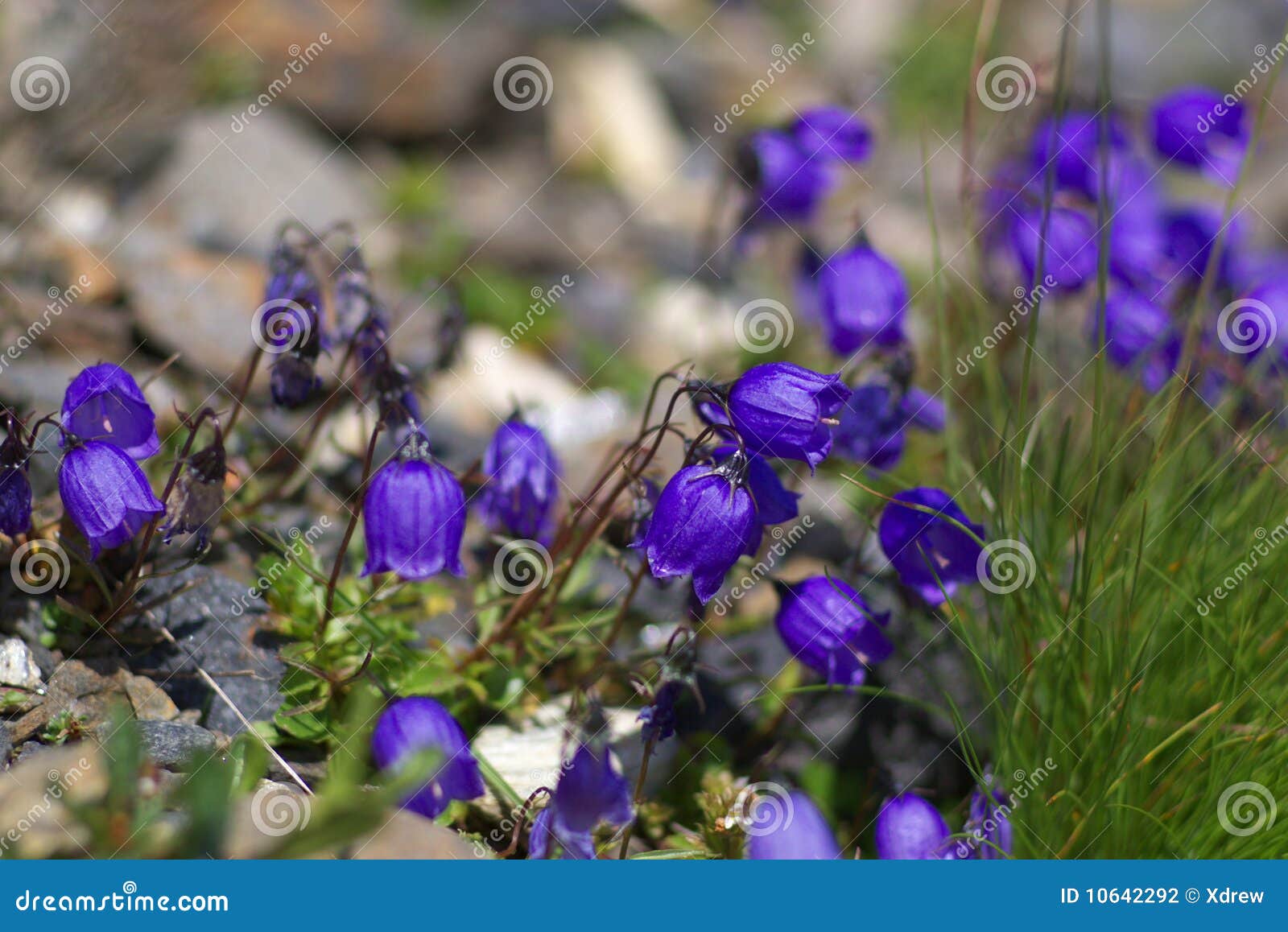 Wild mountain flowers stock photo. Image of wilderness - 10642292