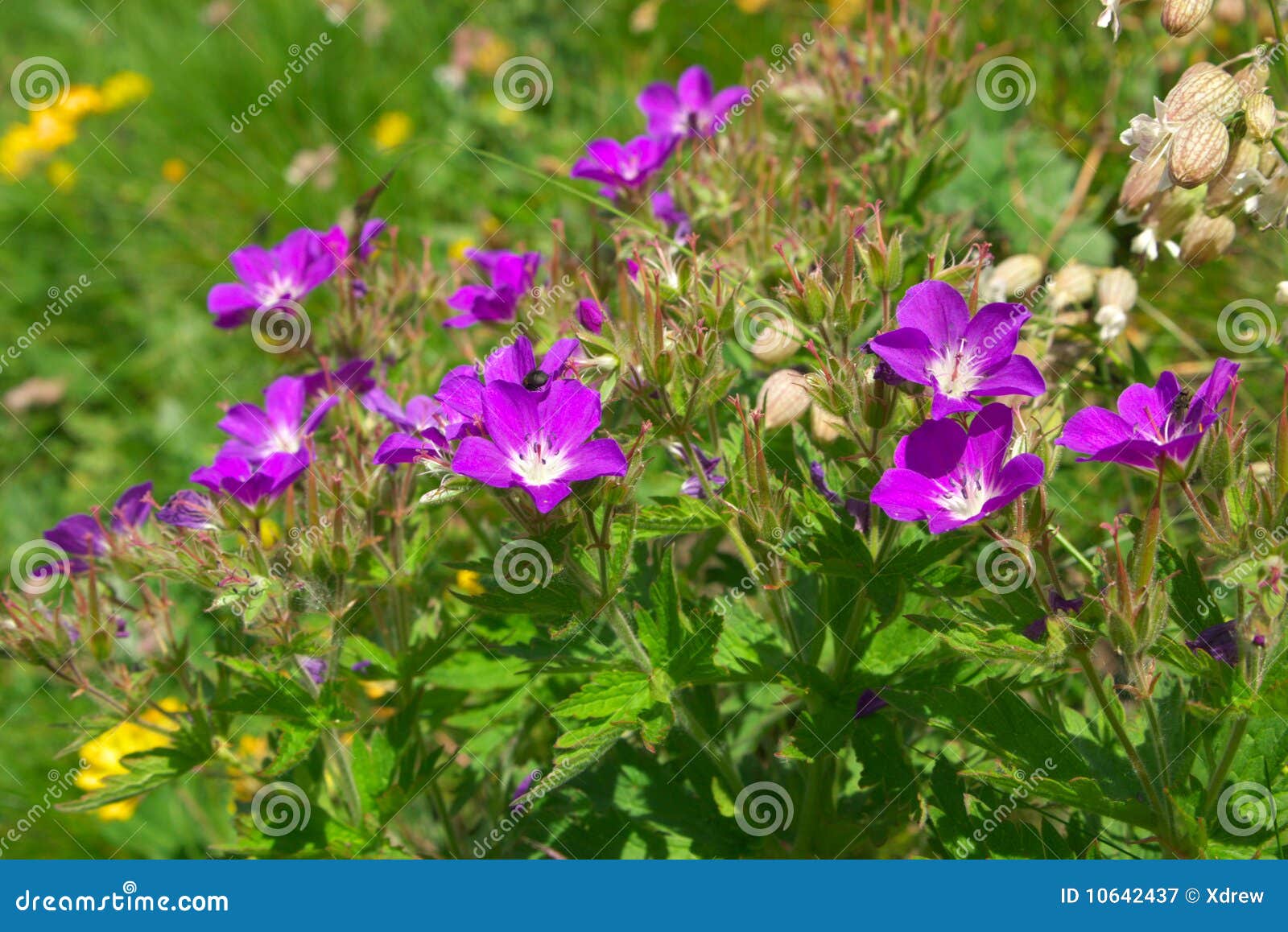 Wild mountain flowers stock image. Image of wild, alps - 10642437