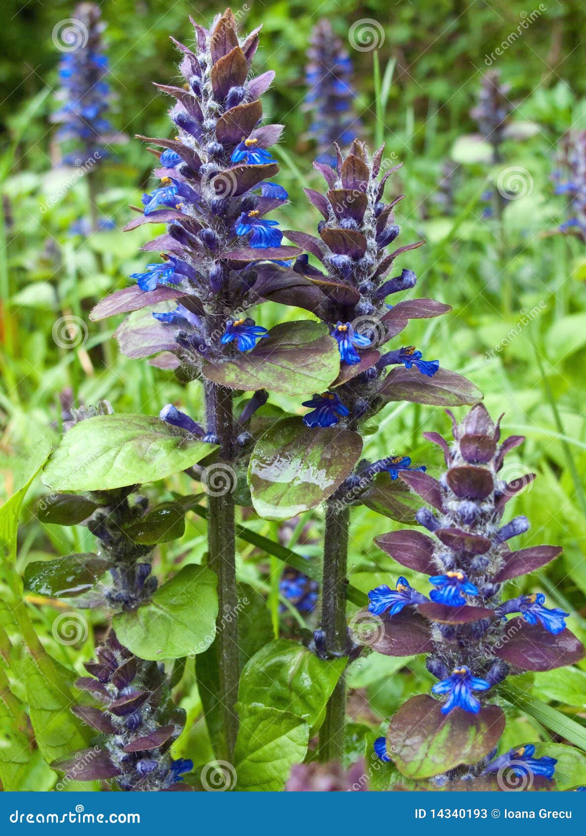 Raw Wild Mountain Stream River Gorge Ravine Wimbachklamm Nature ...