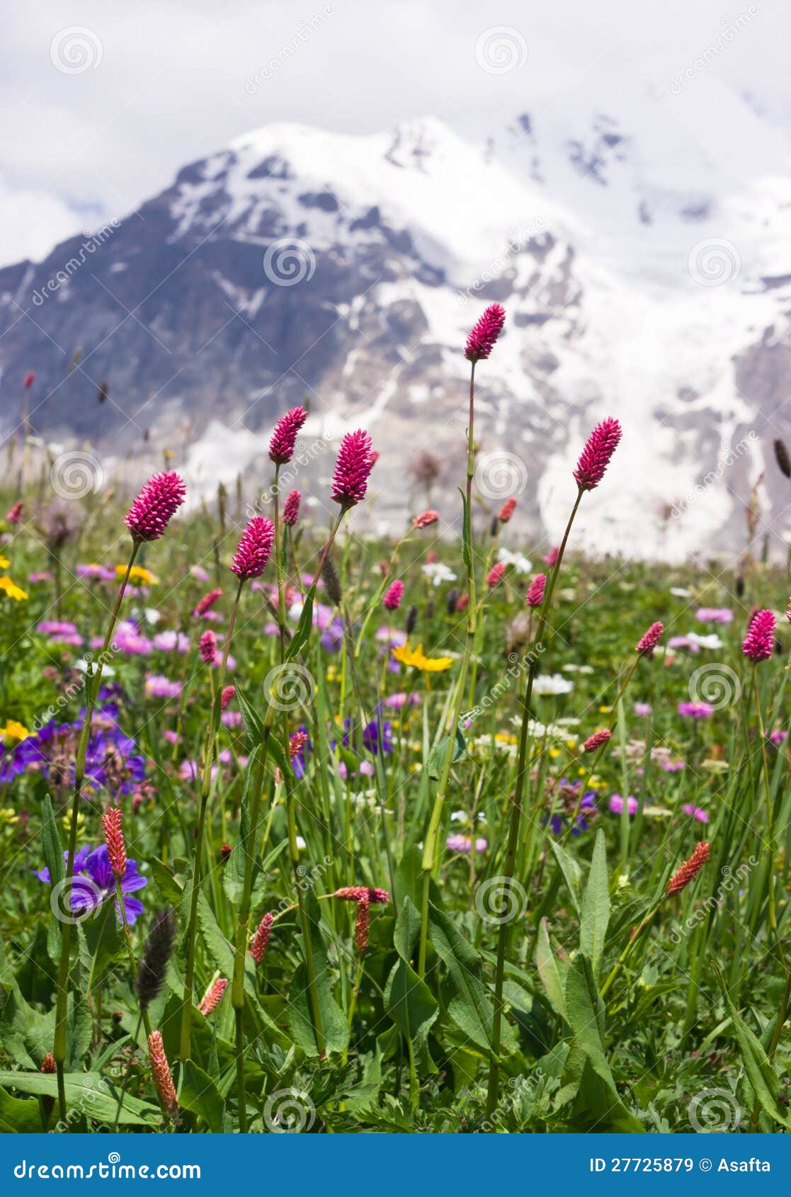 Wild mountain flowers stock image. Image of grassland - 27725879