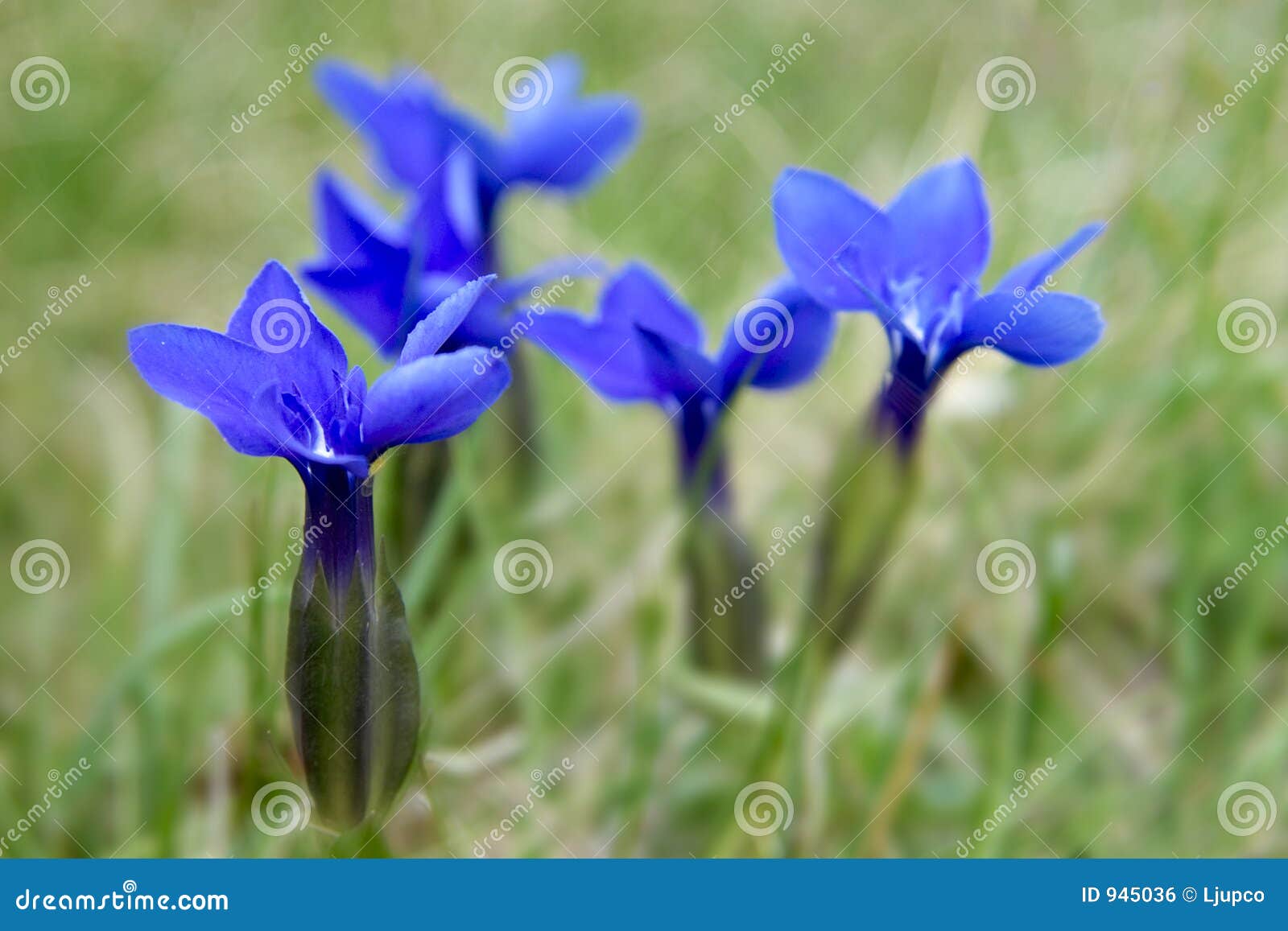 Wild mountain flowers stock photo. Image of blossoming - 945036
