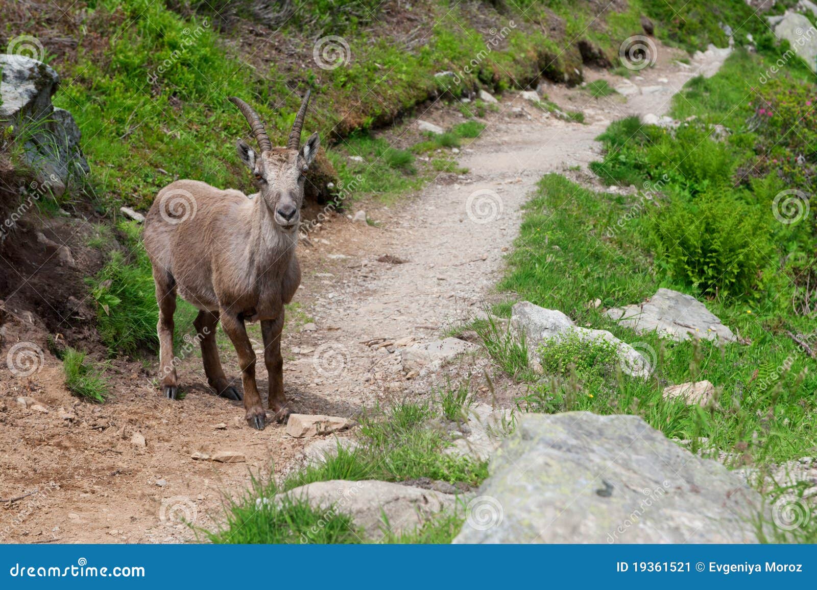 Wild Mountain Goat in Alps. Stock Image - Image of beautiful, outdoor ...