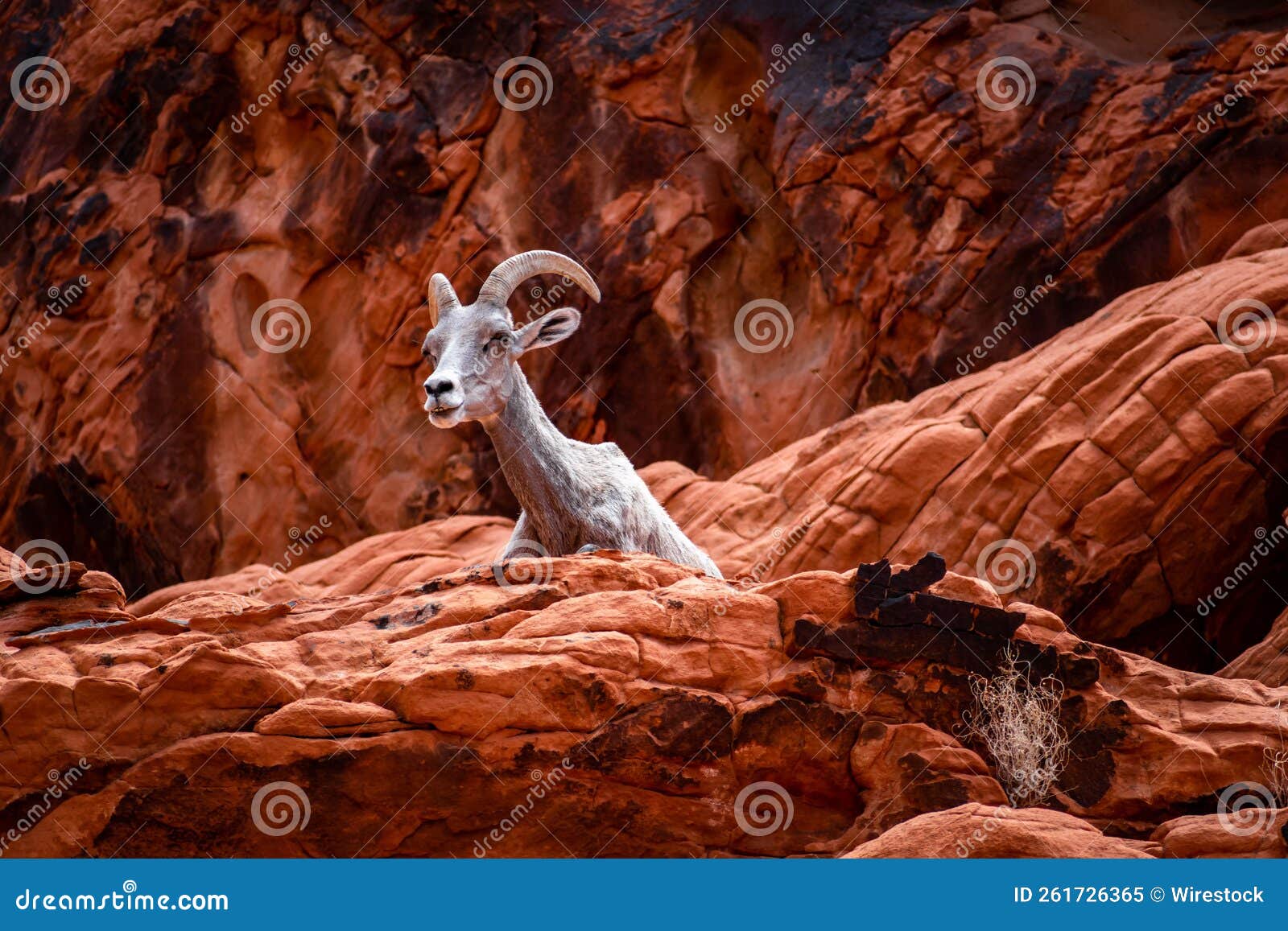 Wild Mountain Goat Behind the Rocks in Nevada Stock Image - Image of ...