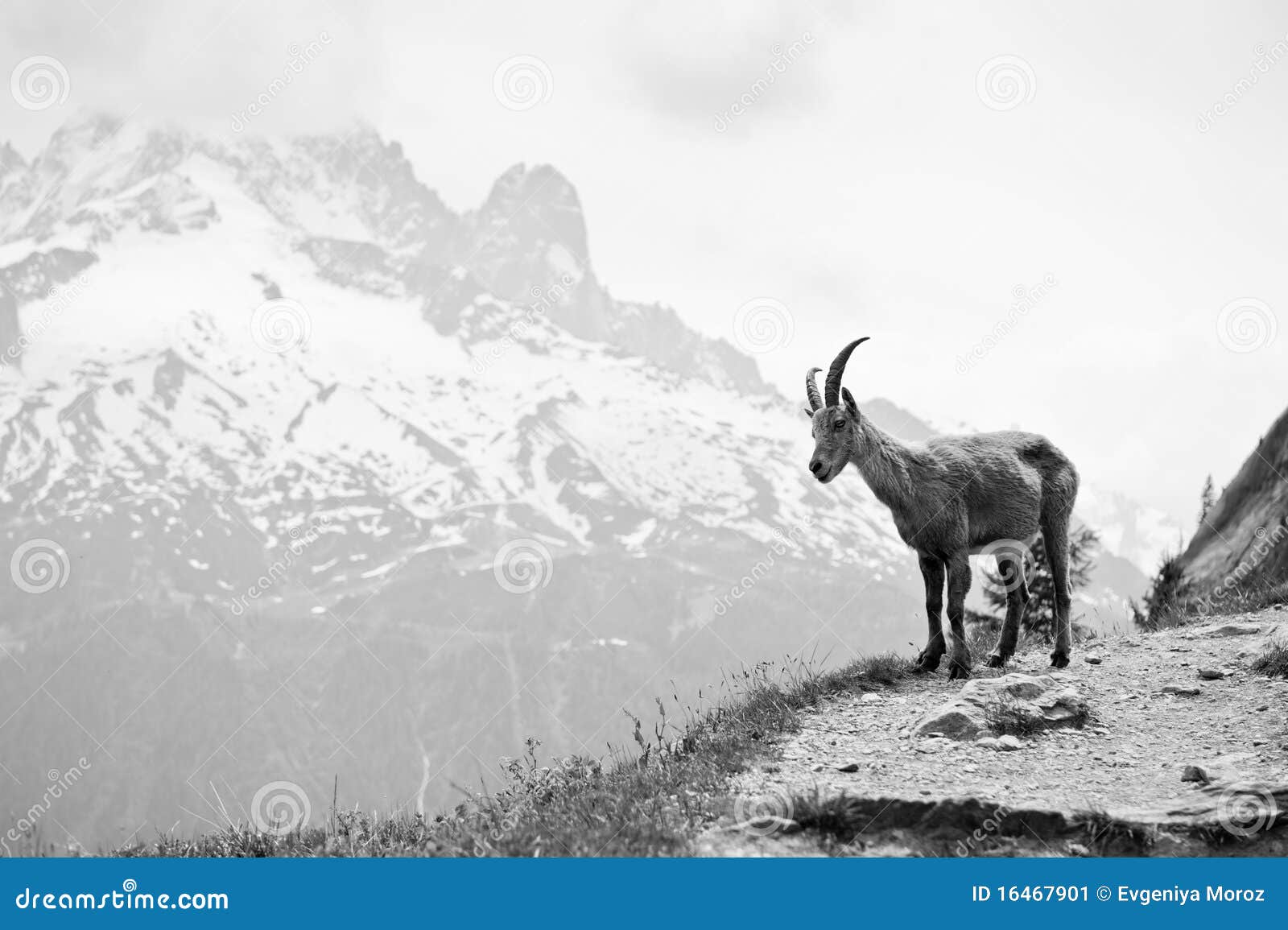 Wild Mountain Goat - Capra Ibex Stock Image - Image of beautiful ...