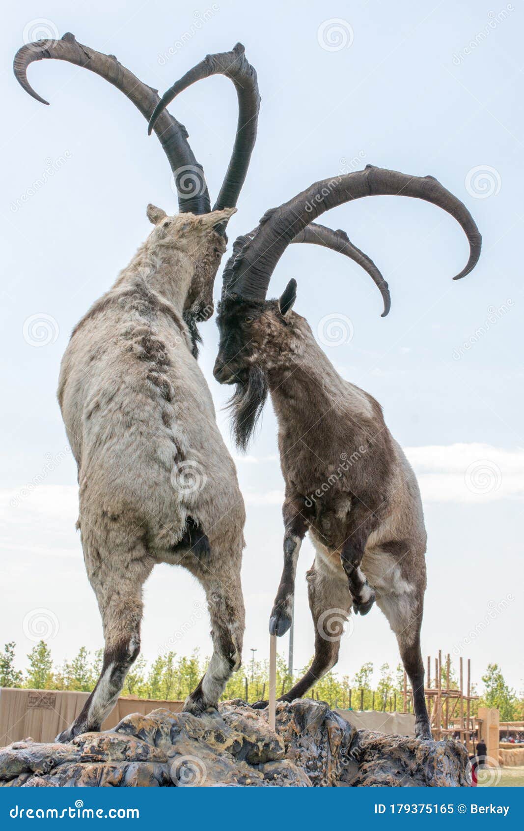 Wild Mountain Goat with Two Huge Horns Stock Image - Image of natural ...