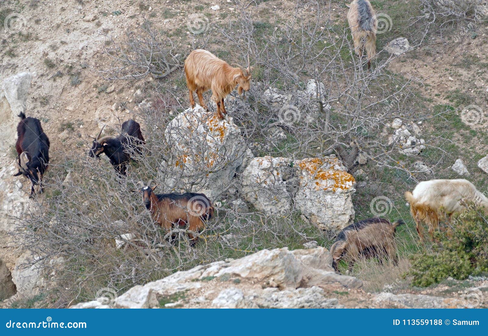 Wild mountain goats stock photo. Image of perspective - 113559188