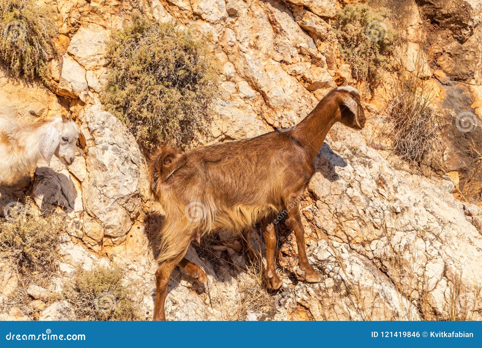 Wild Mountain Goats in the Mountains of Turkey Stock Photo - Image of ...