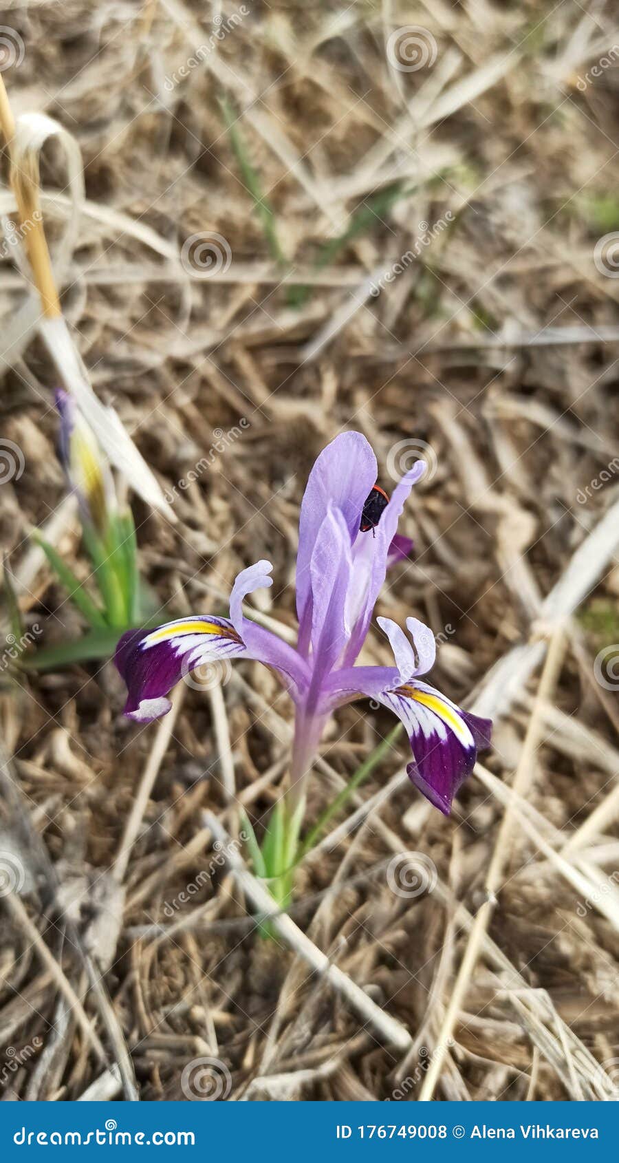 Wild Mountain Iris. Spring Flowers. Beautiful Banner of Natural Stock ...