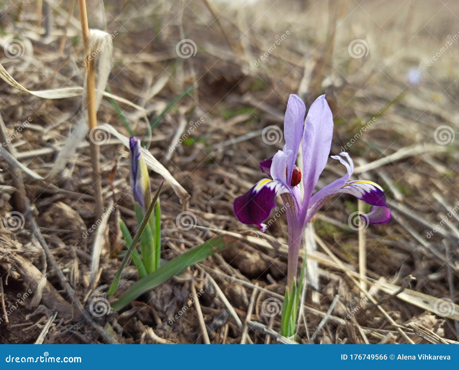 Wild Mountain Iris. Spring Flowers. Beautiful Banner of Natural Stock ...