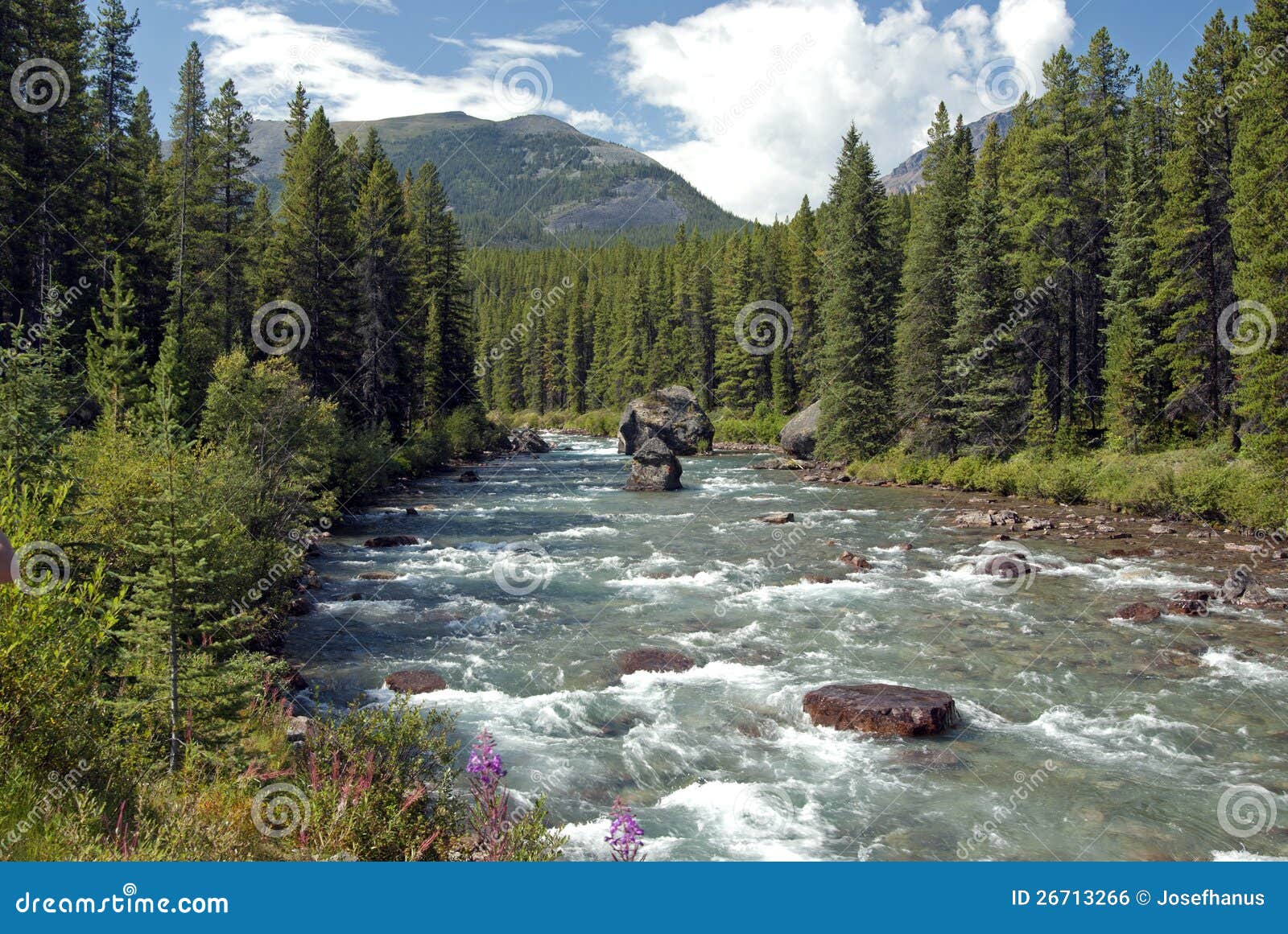 Wild mountain river stock photo. Image of forest, drop - 26713266