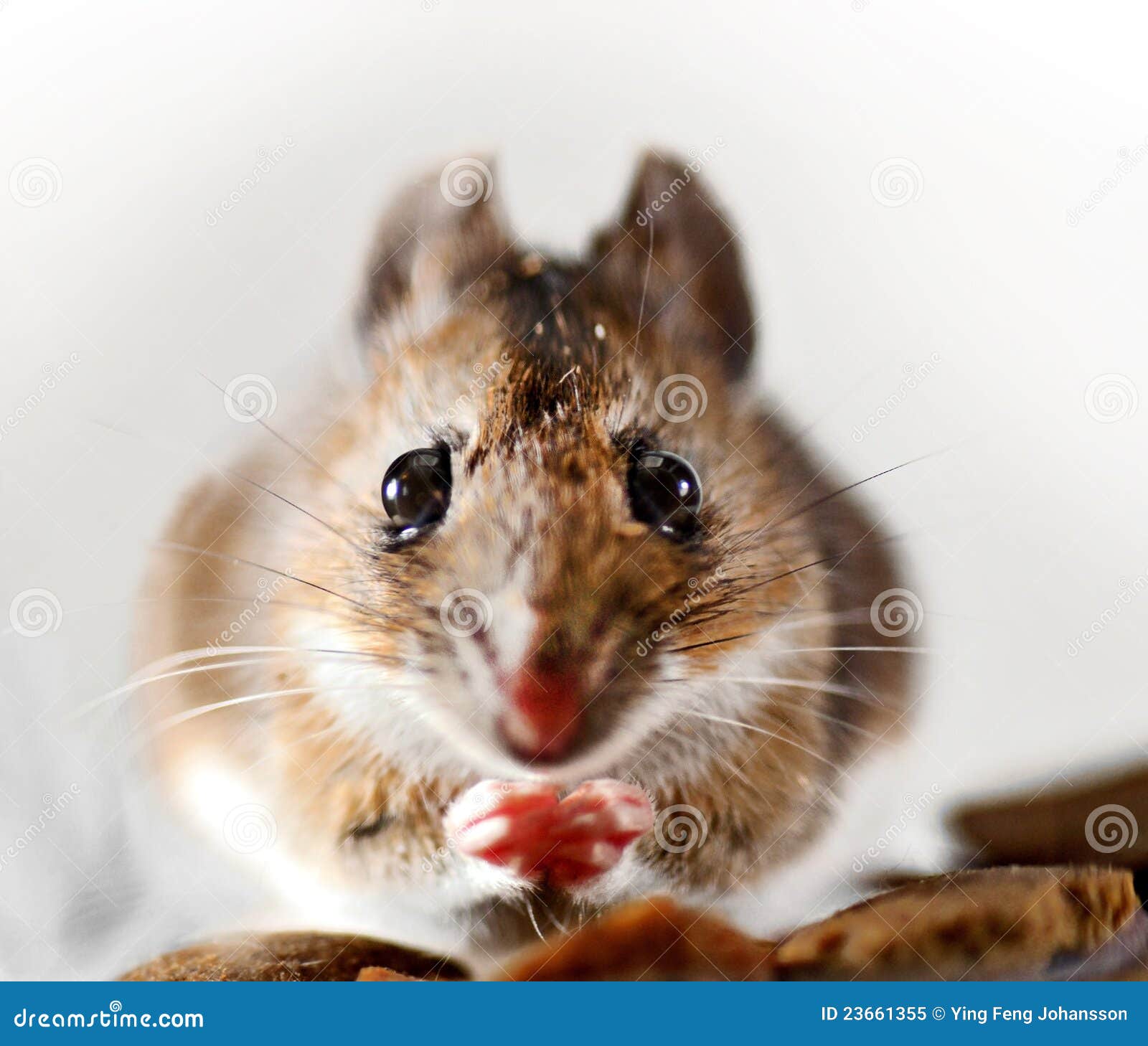 Wild mouse stock image. Image of rodent, fluffy, animal - 23661355