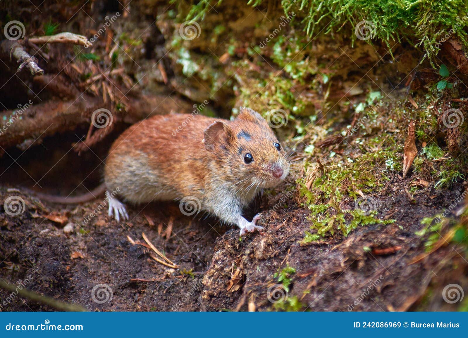 Wild Mouse (Apodemus Sylvaticus) Stock Image - Image of nature, curious ...