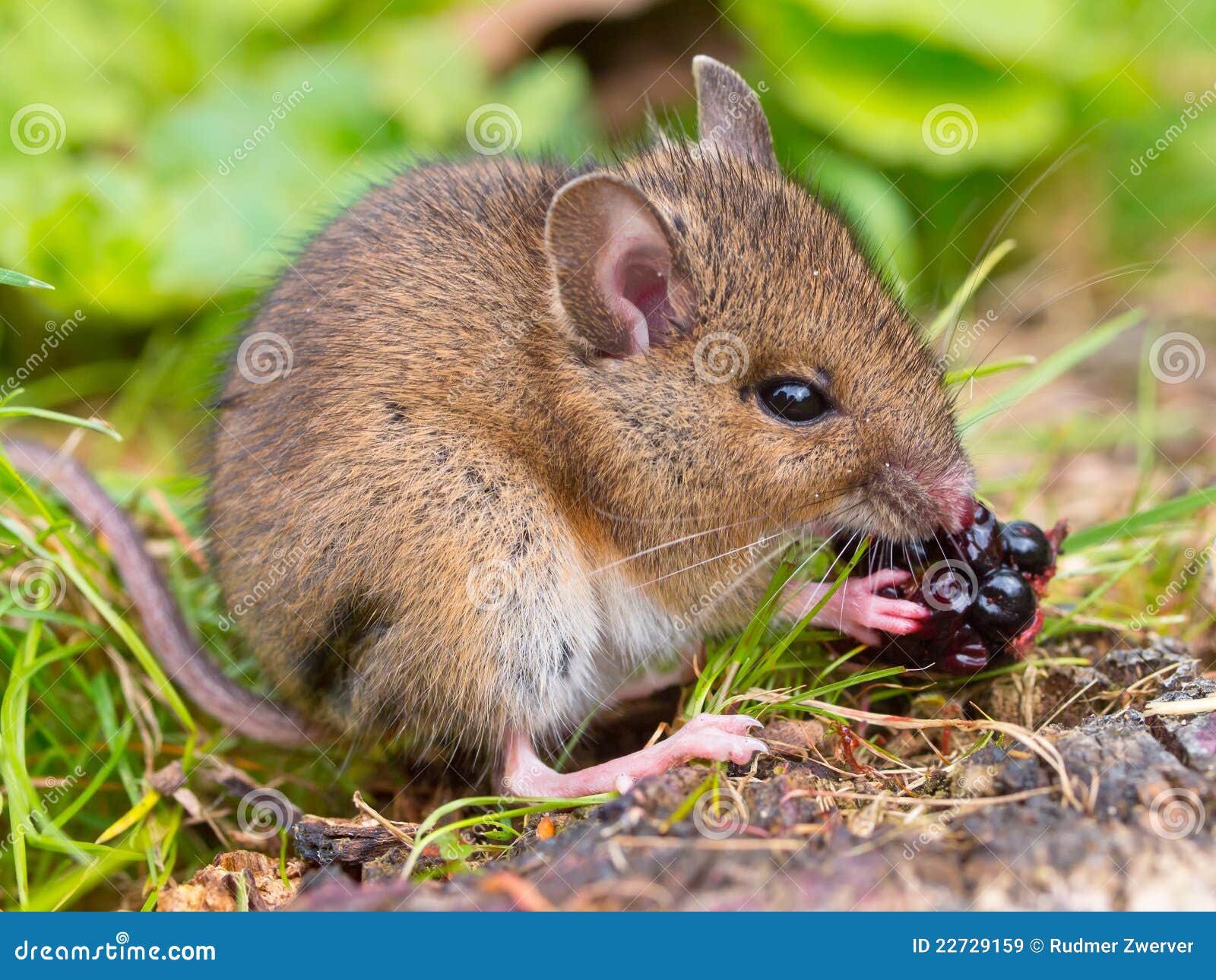 Mouse Eating Grains Out Of A Bird Feeder Stock Image | CartoonDealer ...