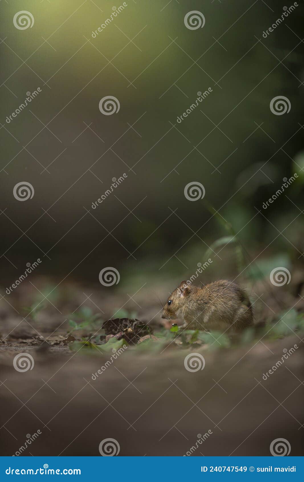 Wild Mouse- Ground Level Portrait Stock Image - Image of bird, tree ...