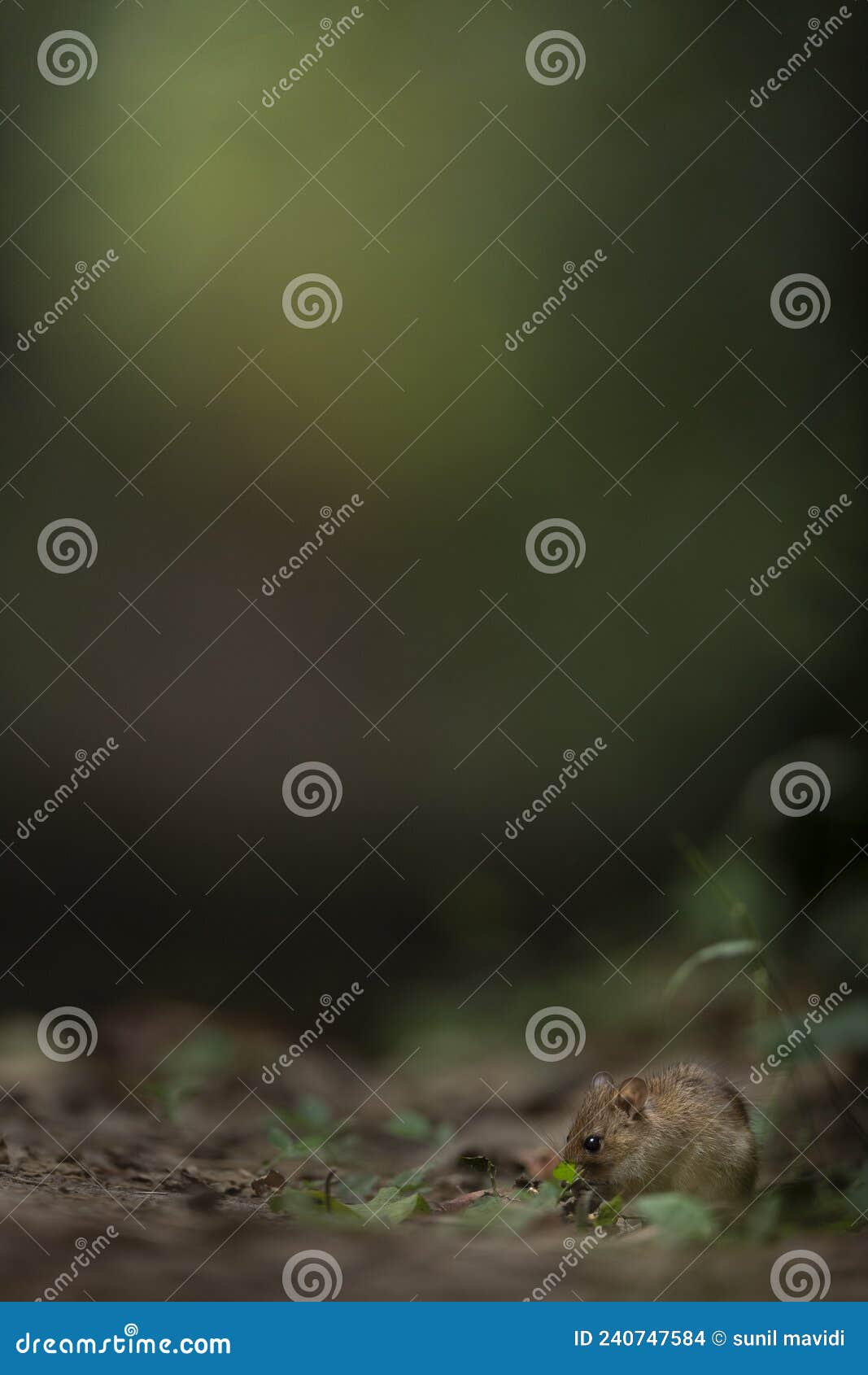 Wild Mouse- Ground Level Portrait Stock Photo - Image of darkness ...