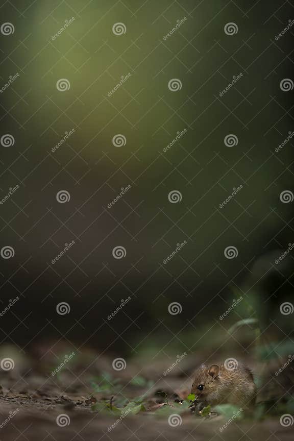 Wild Mouse- Ground Level Portrait Stock Photo - Image of darkness ...