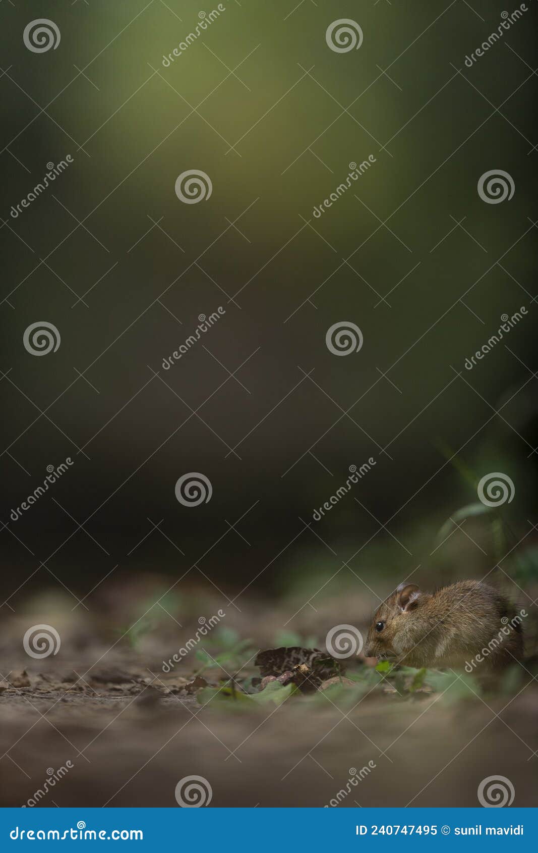 Wild Mouse- Ground Level Portrait Stock Image - Image of bird, whiskers ...