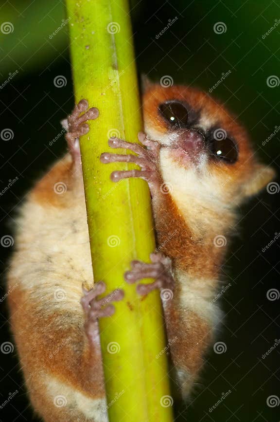 Wild mouse lemur stock image. Image of mammal, holding - 575005