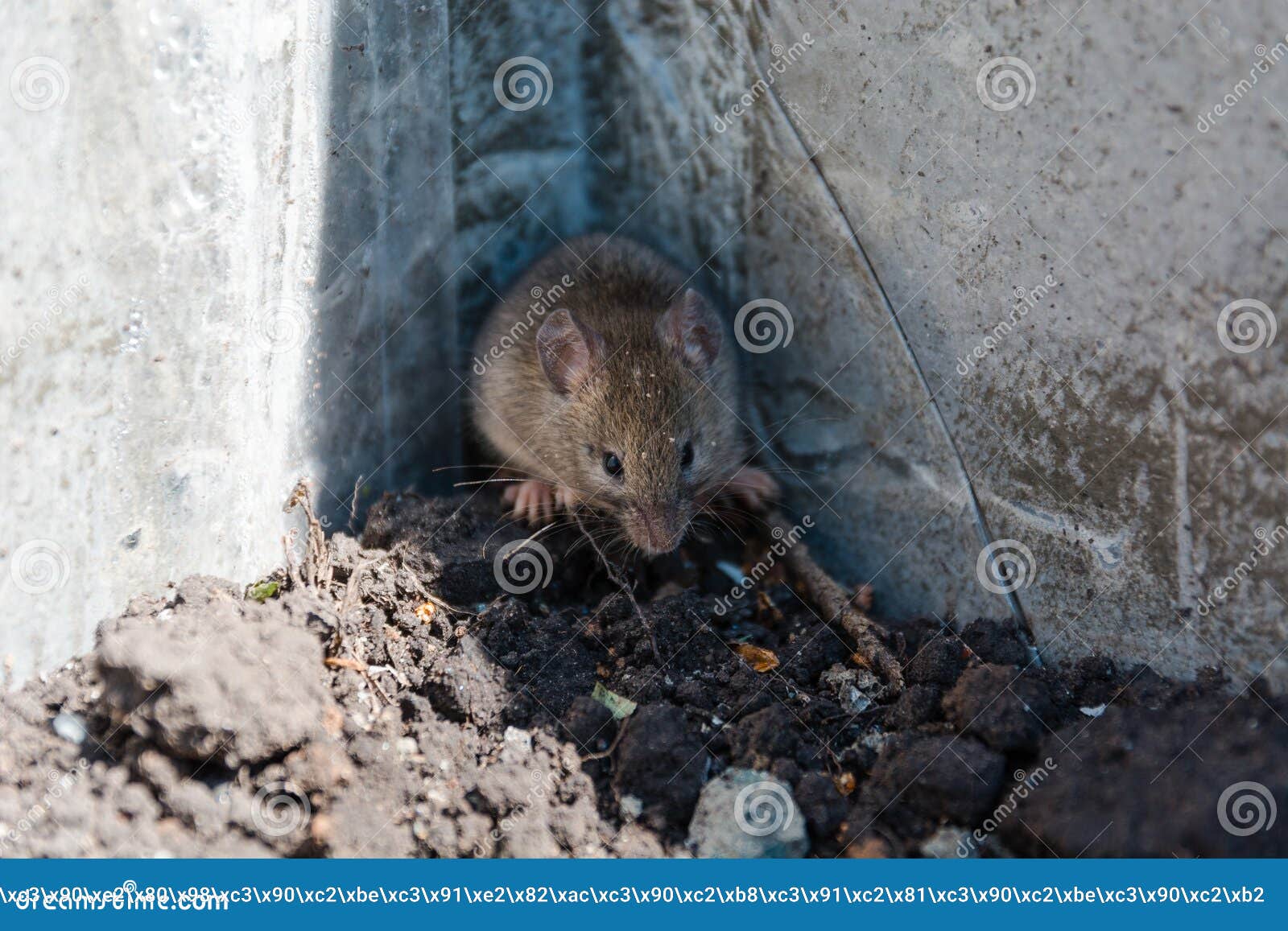 Wild Mouse. the Mouse Runs on a Grass. Gray Mouse Stock Photo - Image ...
