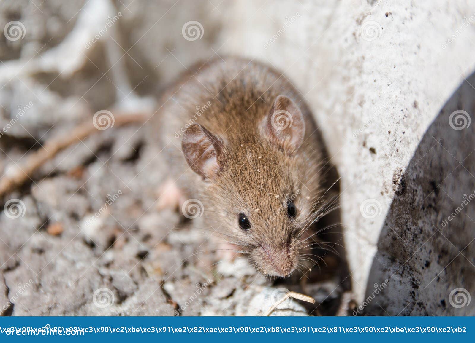 Wild Mouse. the Mouse Runs on a Grass. Gray Mouse Stock Image - Image ...