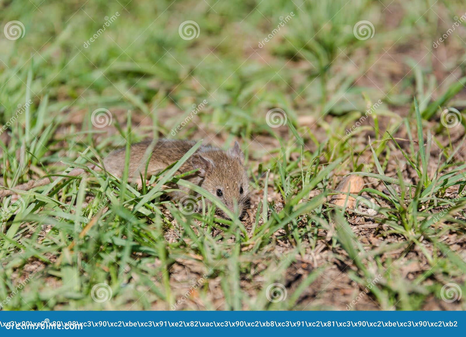 Wild Mouse. the Mouse Runs on a Grass. Gray Mouse Stock Photo - Image ...