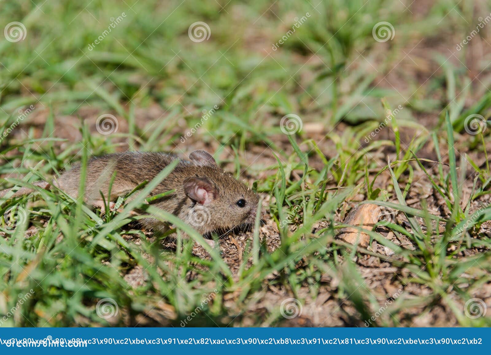 Wild Mouse. the Mouse Runs on a Grass. Gray Mouse Stock Image - Image ...
