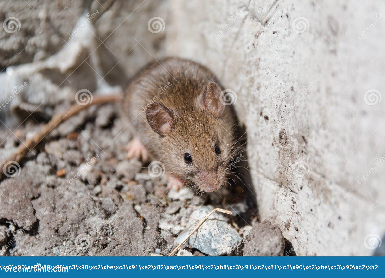 Wild Mouse. the Mouse Runs on a Grass. Gray Mouse Stock Photo - Image ...