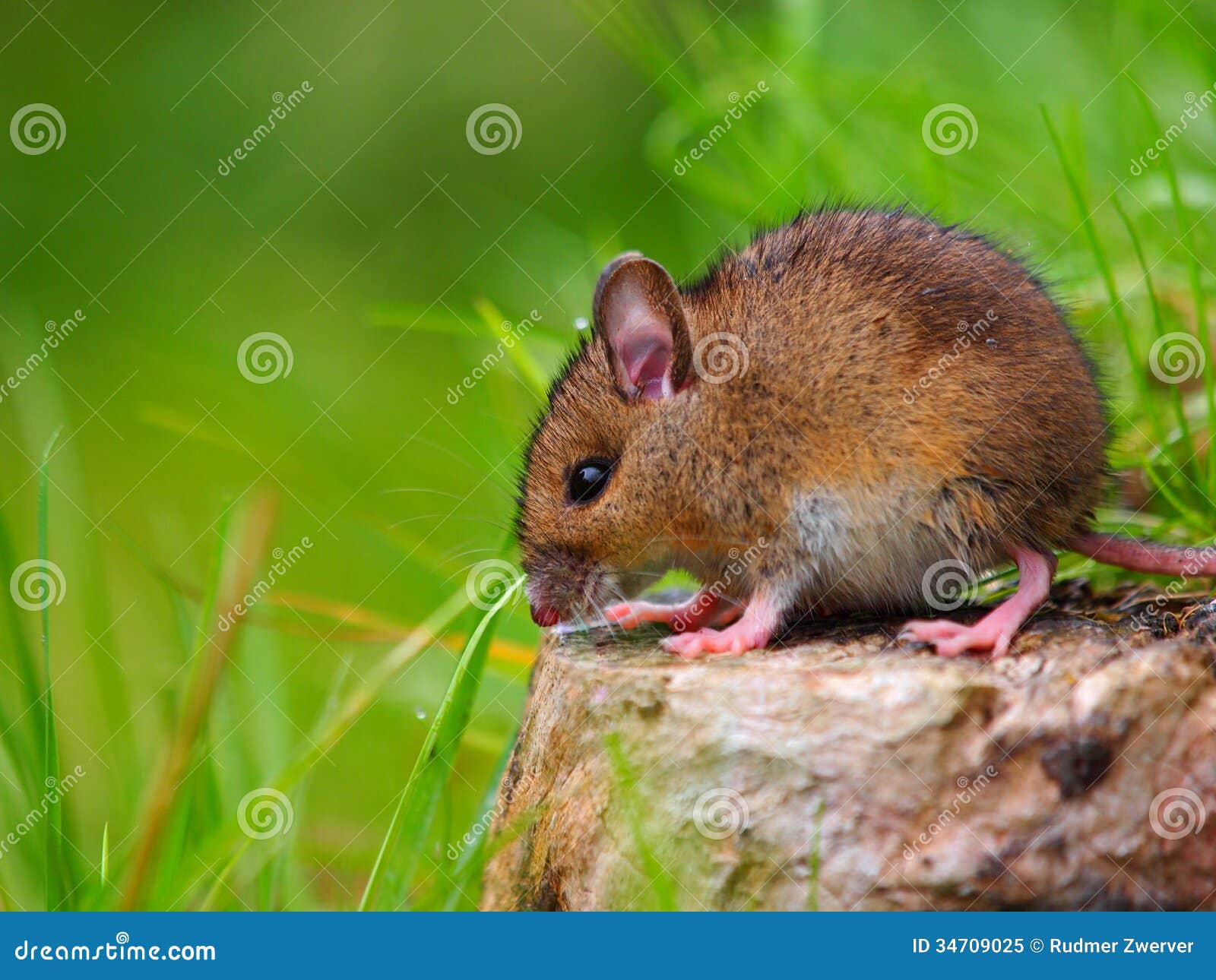 Mouse Sitting In The Cheese On The Background Of Wooden Boards. Stock ...
