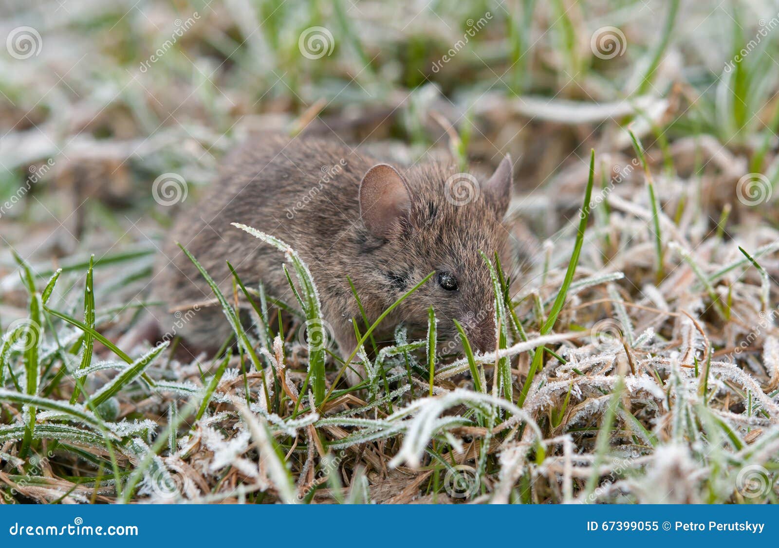 Wild mouse stock image. Image of rodent, pest, habitat - 67399055