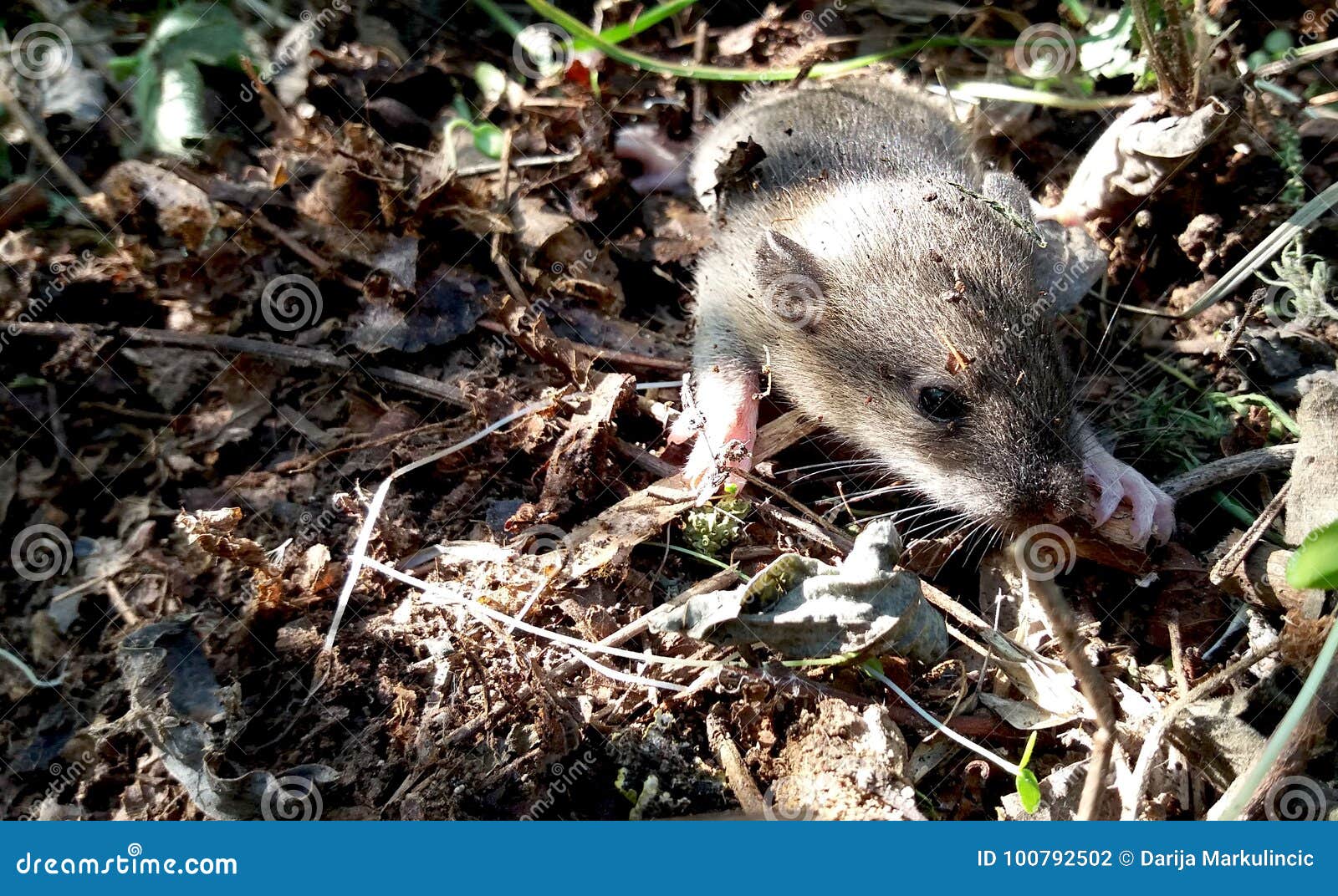 Wild mouse stock photo. Image of forest, mice, forestmouse - 100792502