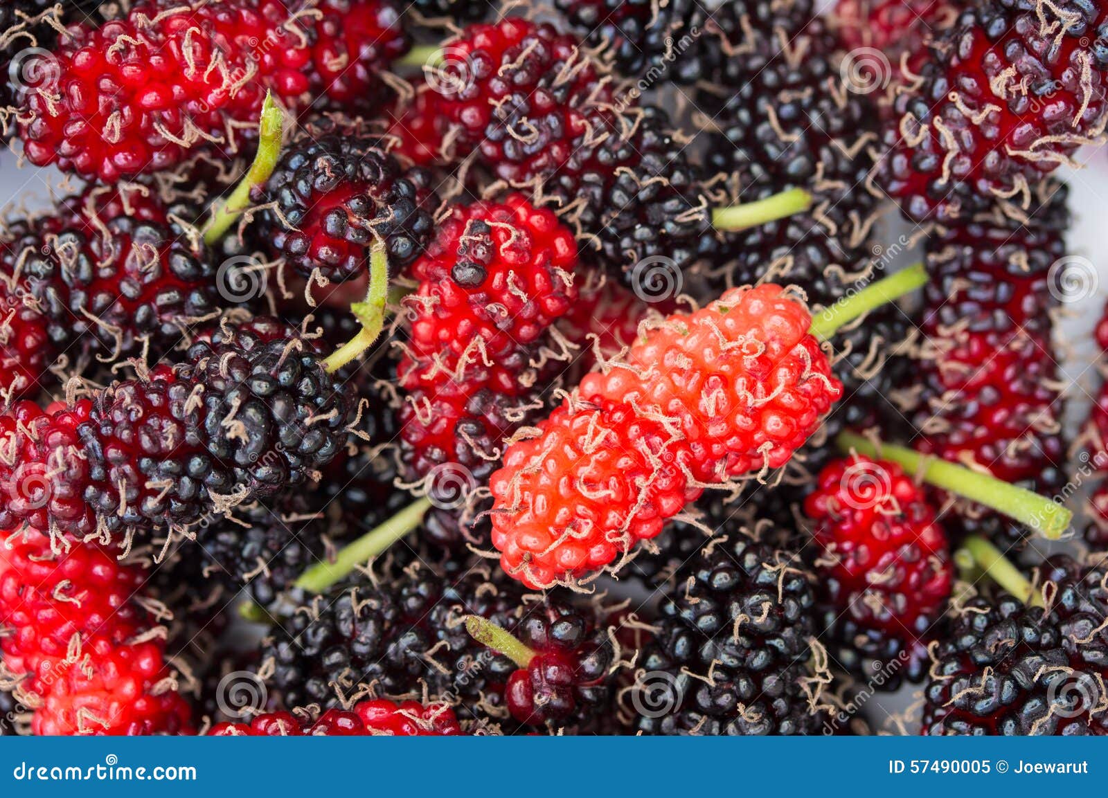 Wild mulberry stock image. Image of close, clean, berry - 57490005