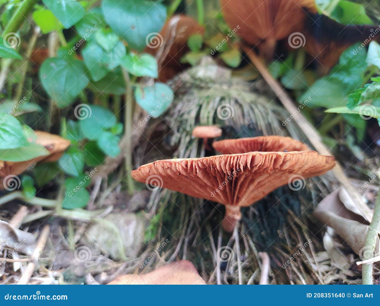Wild mushroom on dry root stock photo. Image of forest - 208351640