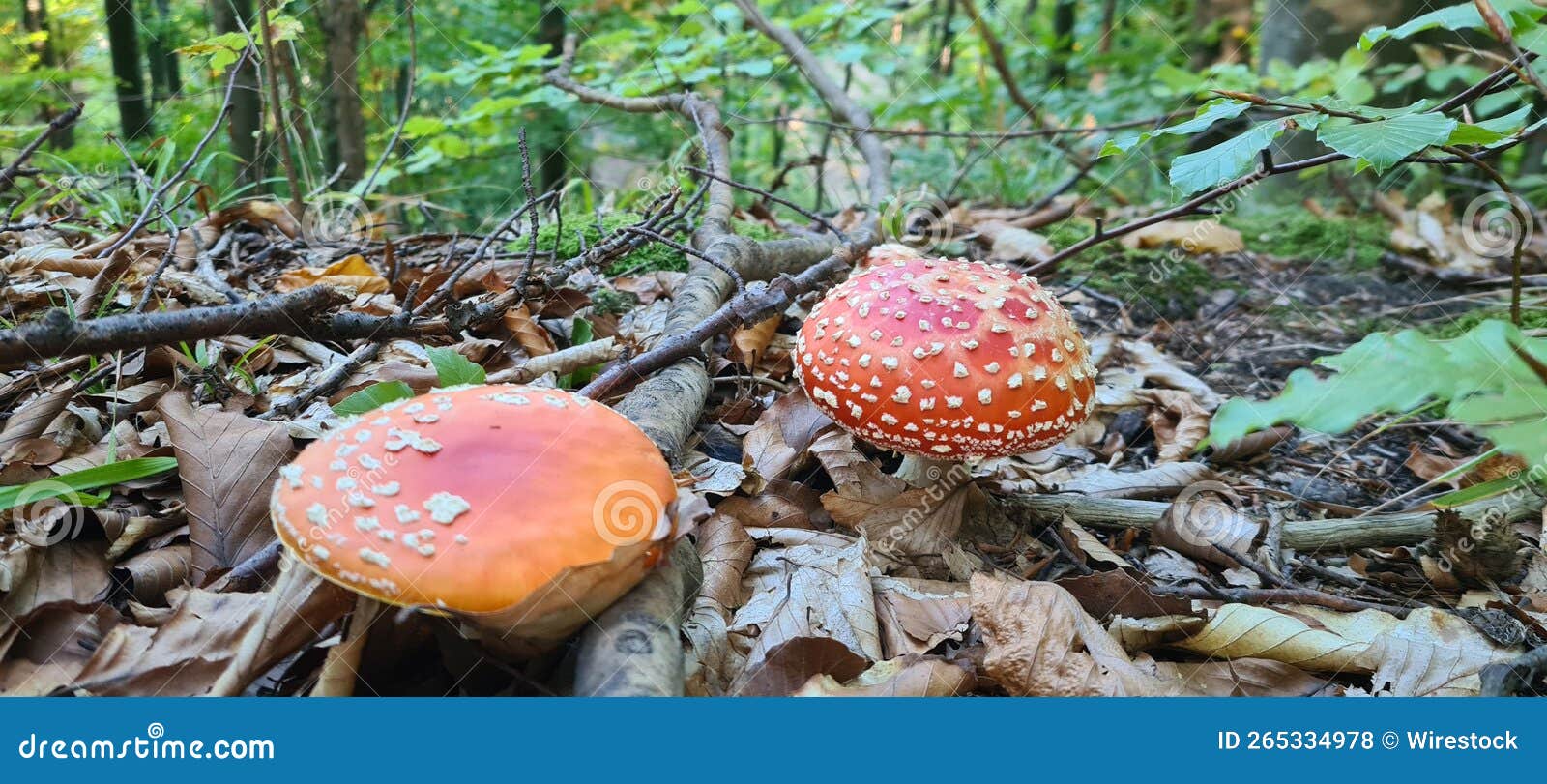 Wild Mushroom in the Forest Ground Stock Photo - Image of macro, summer ...