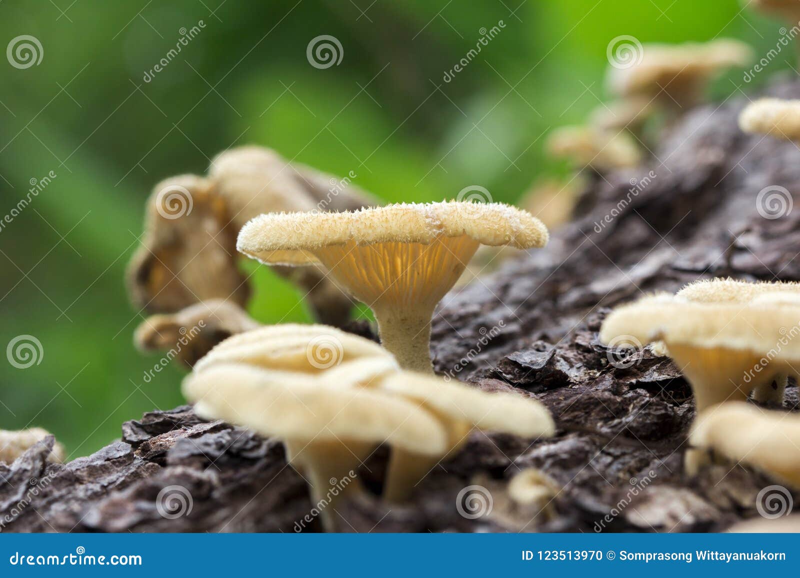 Wild Mushroom Growing on a Dead Tree in the Rainforest Stock Photo ...