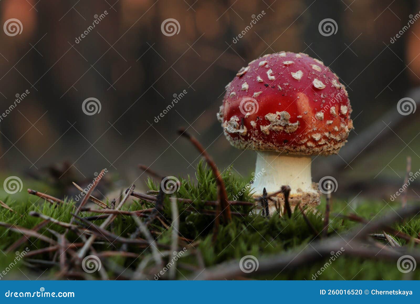Wild Mushroom Growing in Grass Outdoors, Closeup. Space for Text Stock ...