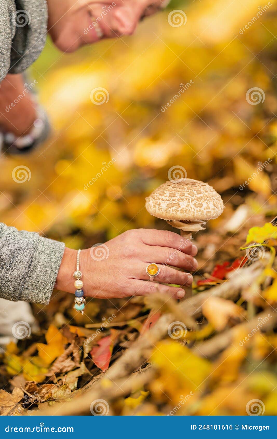 Wild Mushroom Hunting stock photo. Image of wild, hunting - 248101616