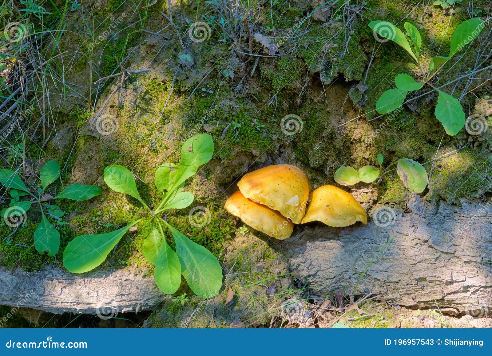 Wild mushroom stock image. Image of wild, fungus, natural - 196957543