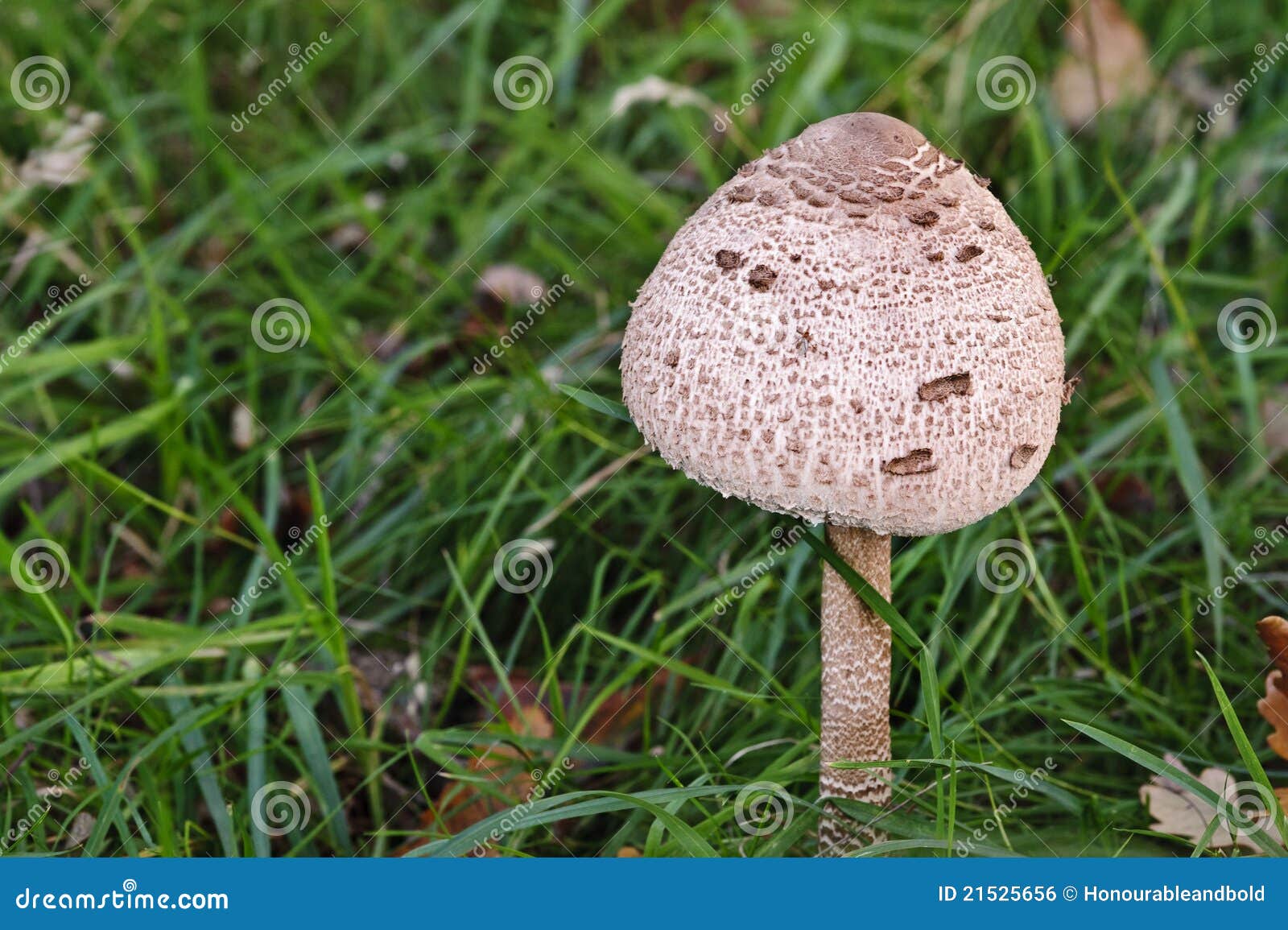 Wild Mushroom Toadstool in Meadow Stock Photo - Image of grass, wild ...